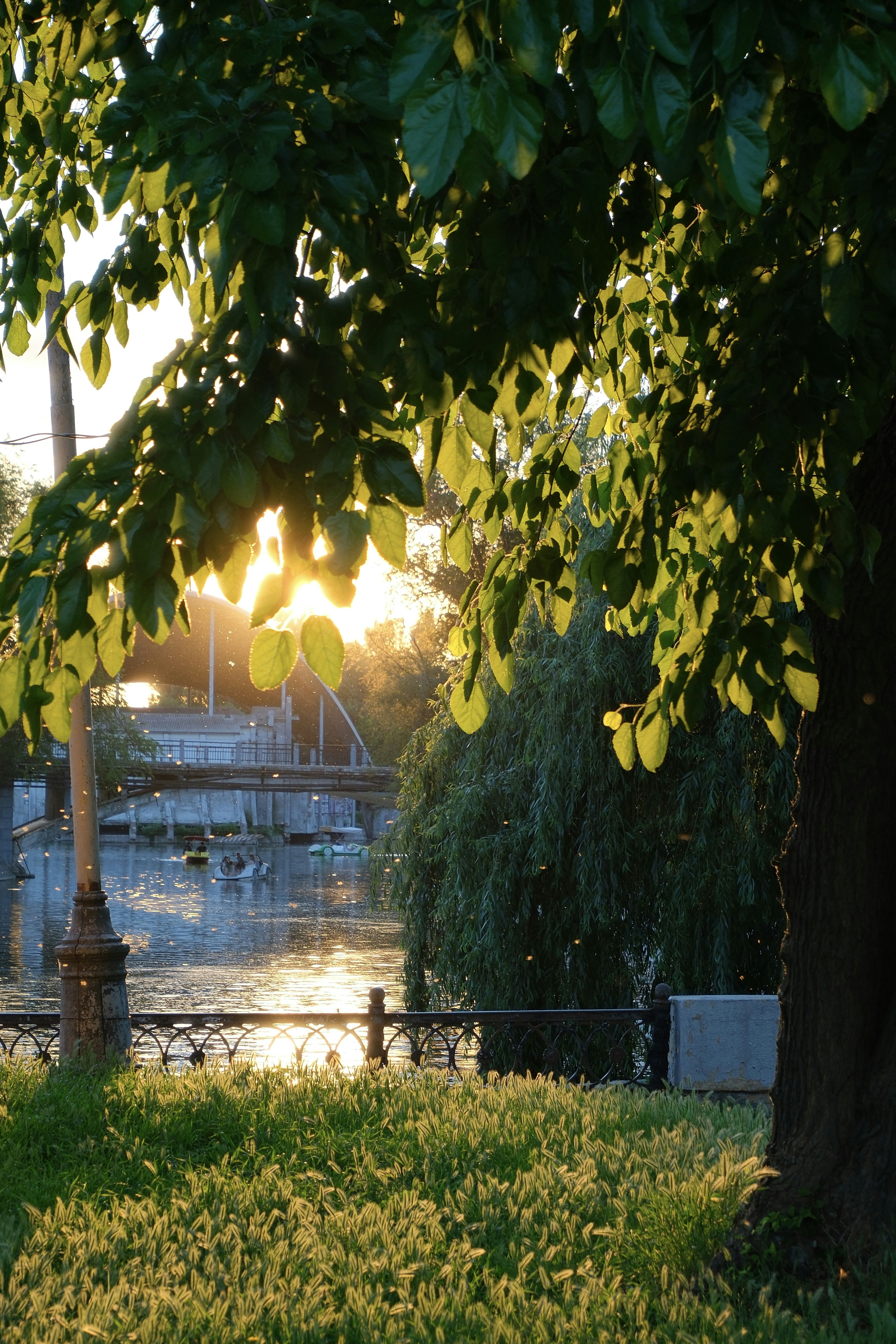 Golden Frame: The Sunlit Canopy Over a Tranquil Riverside Park