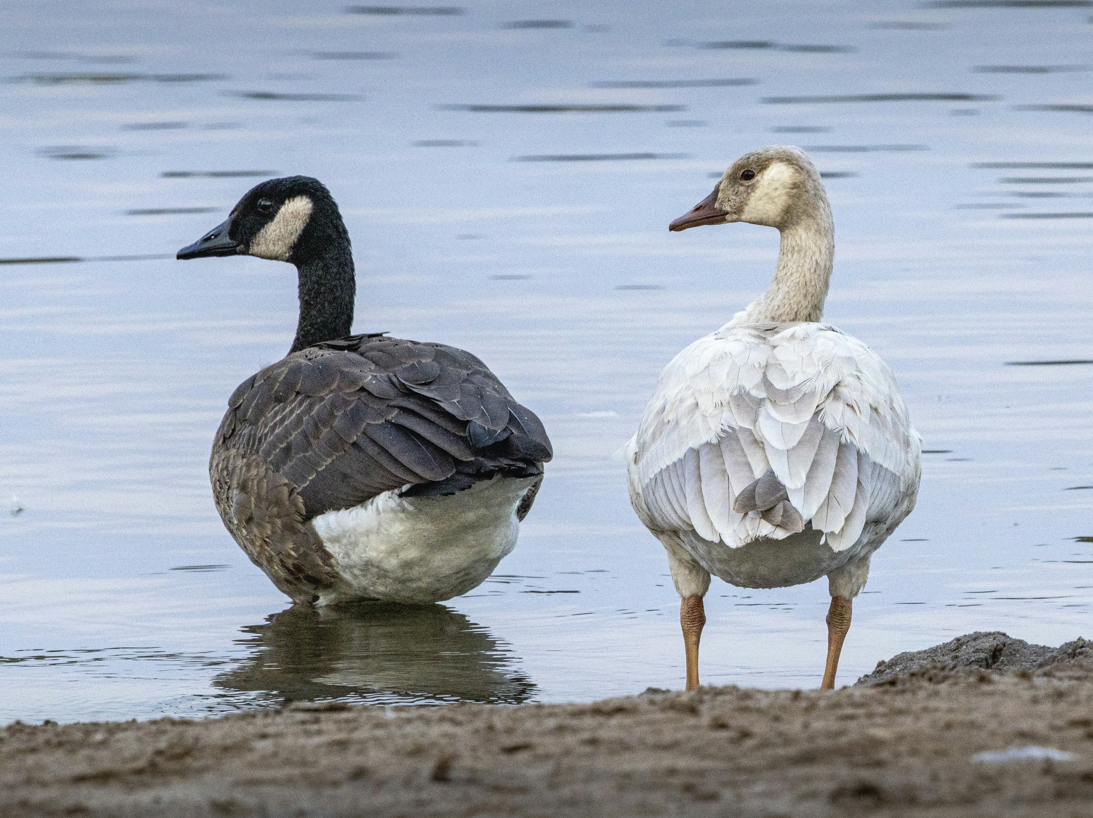 Two contrasting geese Posing at the Waterline