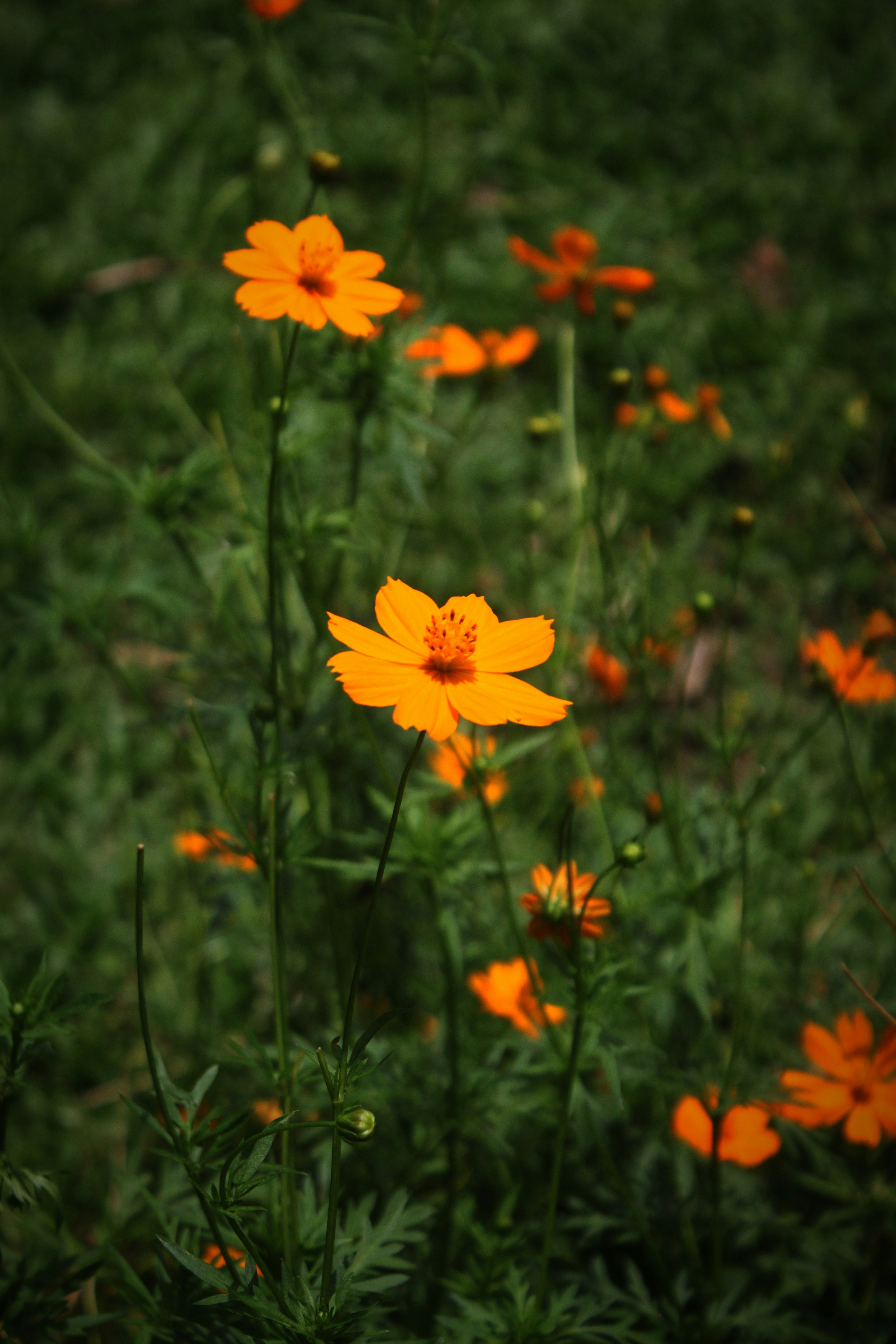 Bright orange cosmos-like flowers stand tall amid green foliage in soft focus field; the image captures a close focal bloom with surrounding buds in natural light. This is a photographic capture of flowers in a meadow.