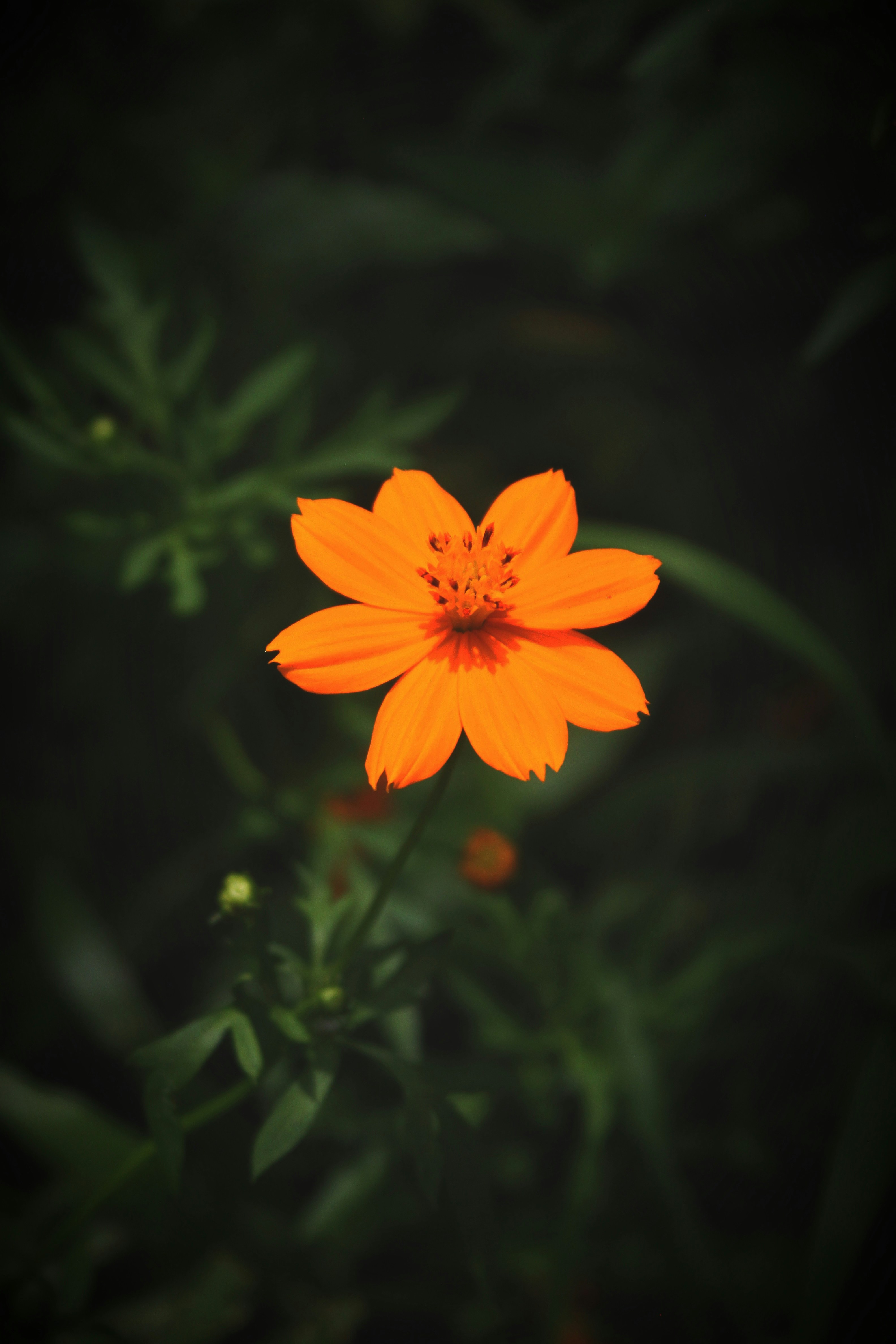 Bright orange flower centers the frame against a dark green backdrop, isolated with shallow depth. This image features a single bloom with soft falloff, emphasizing the petal detail and color against surrounding foliage.