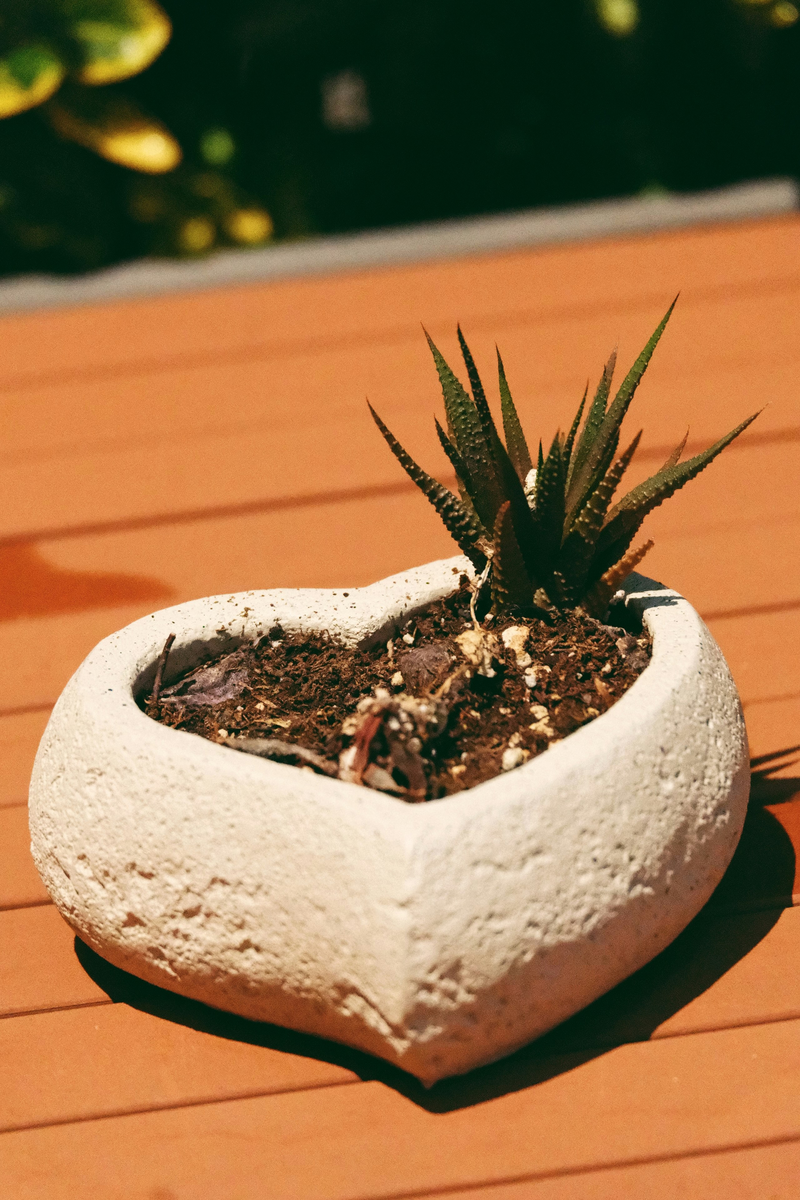 Sunlit Heart of a Pot: A Concrete Planter with a Spiky Green Visitor
