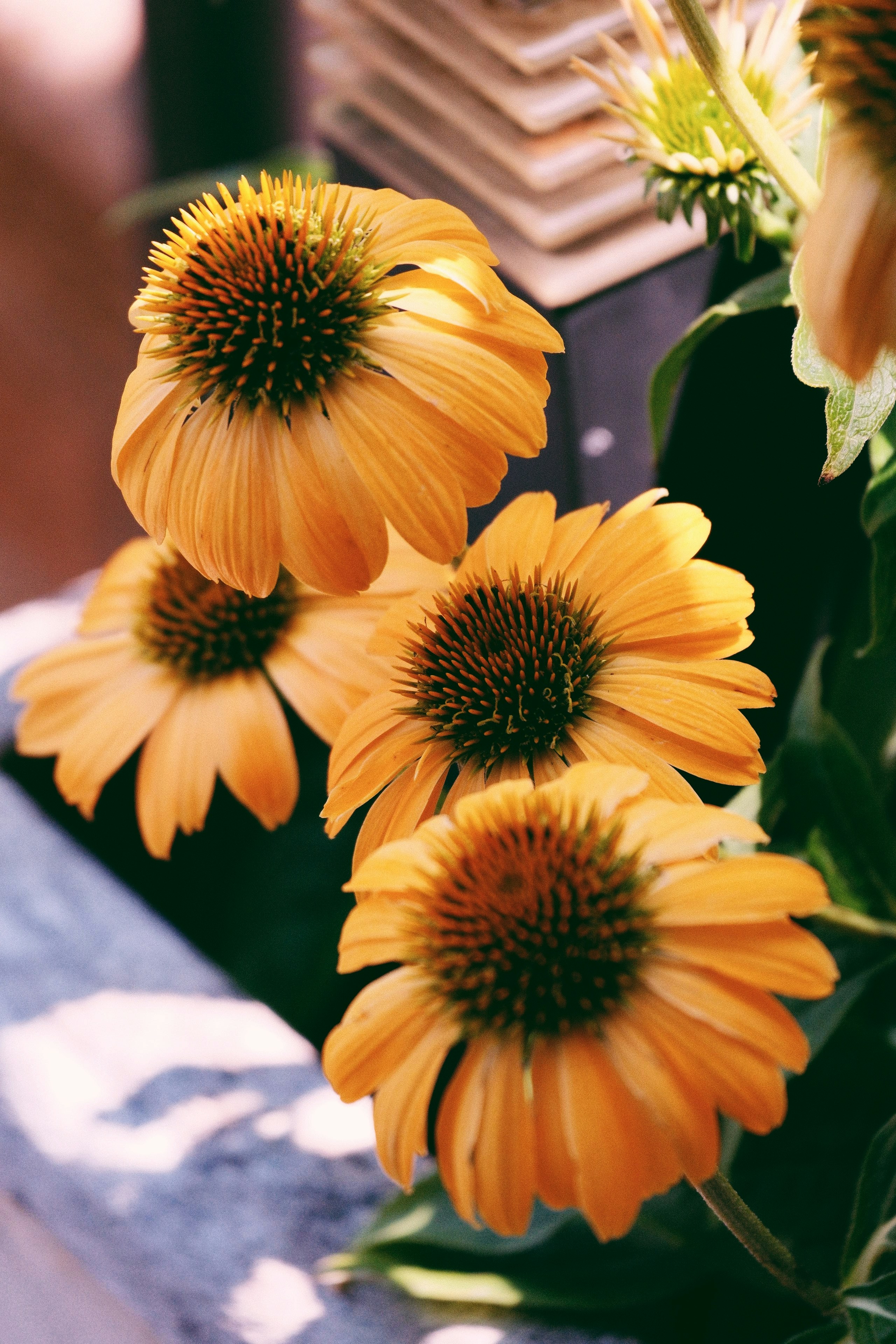 Golden Daisy Trio: Sunlit Petals Against a Soft Backdrop