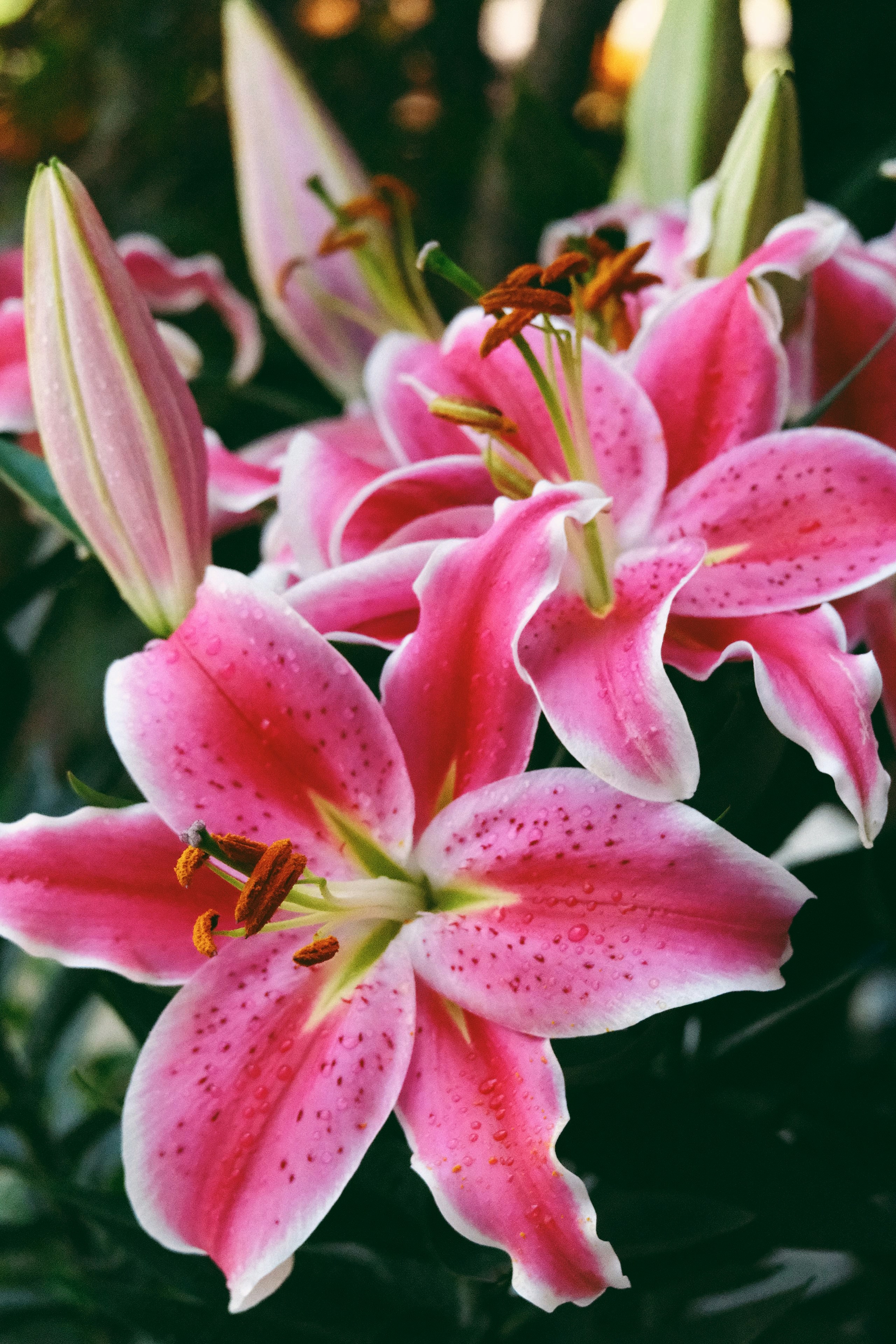 Pink Stargazer: Close-Up of Blooming Stargazer Lilies