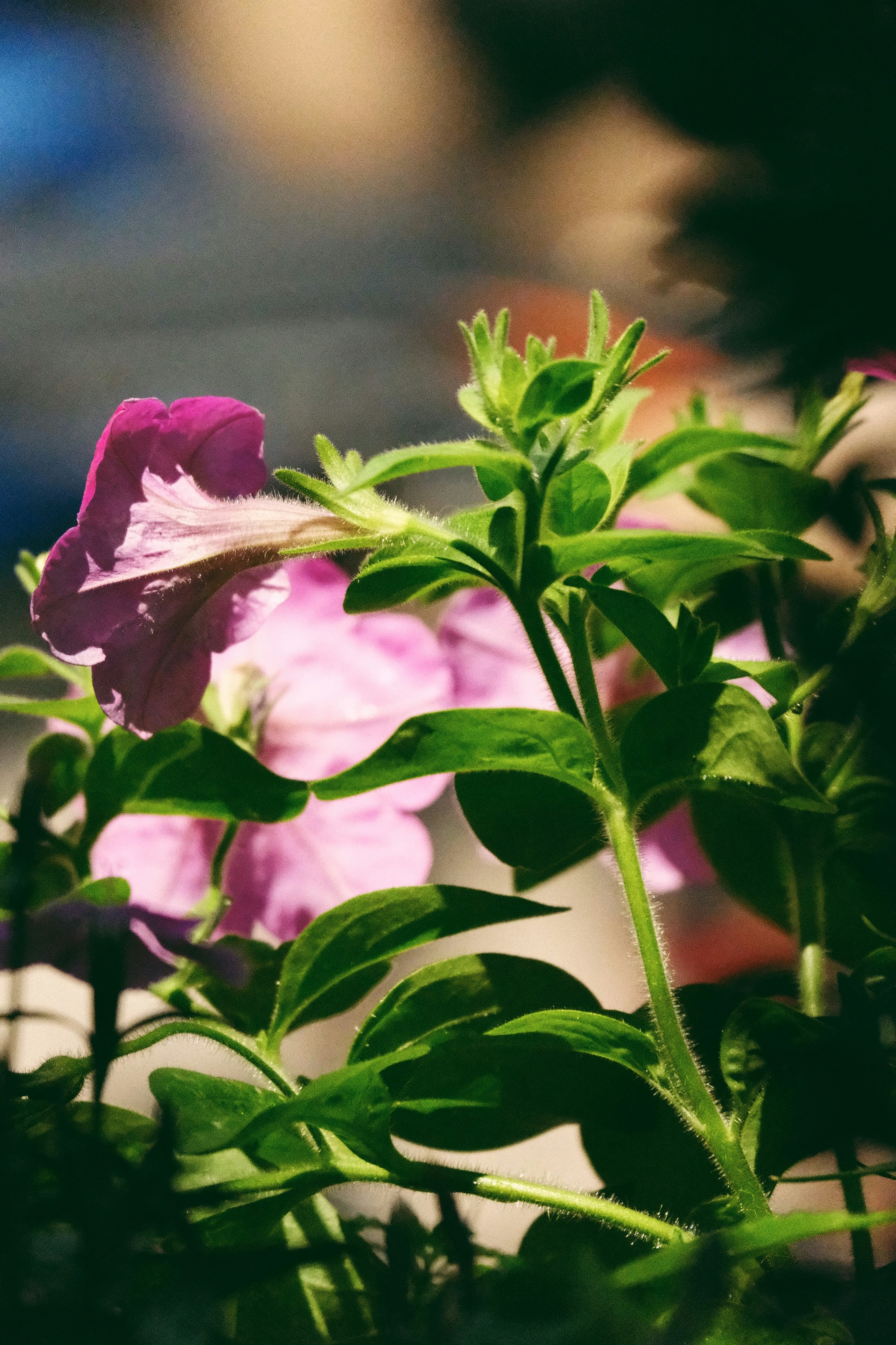 Petaled Veil: A Close-Up of Bloom and Tender Green