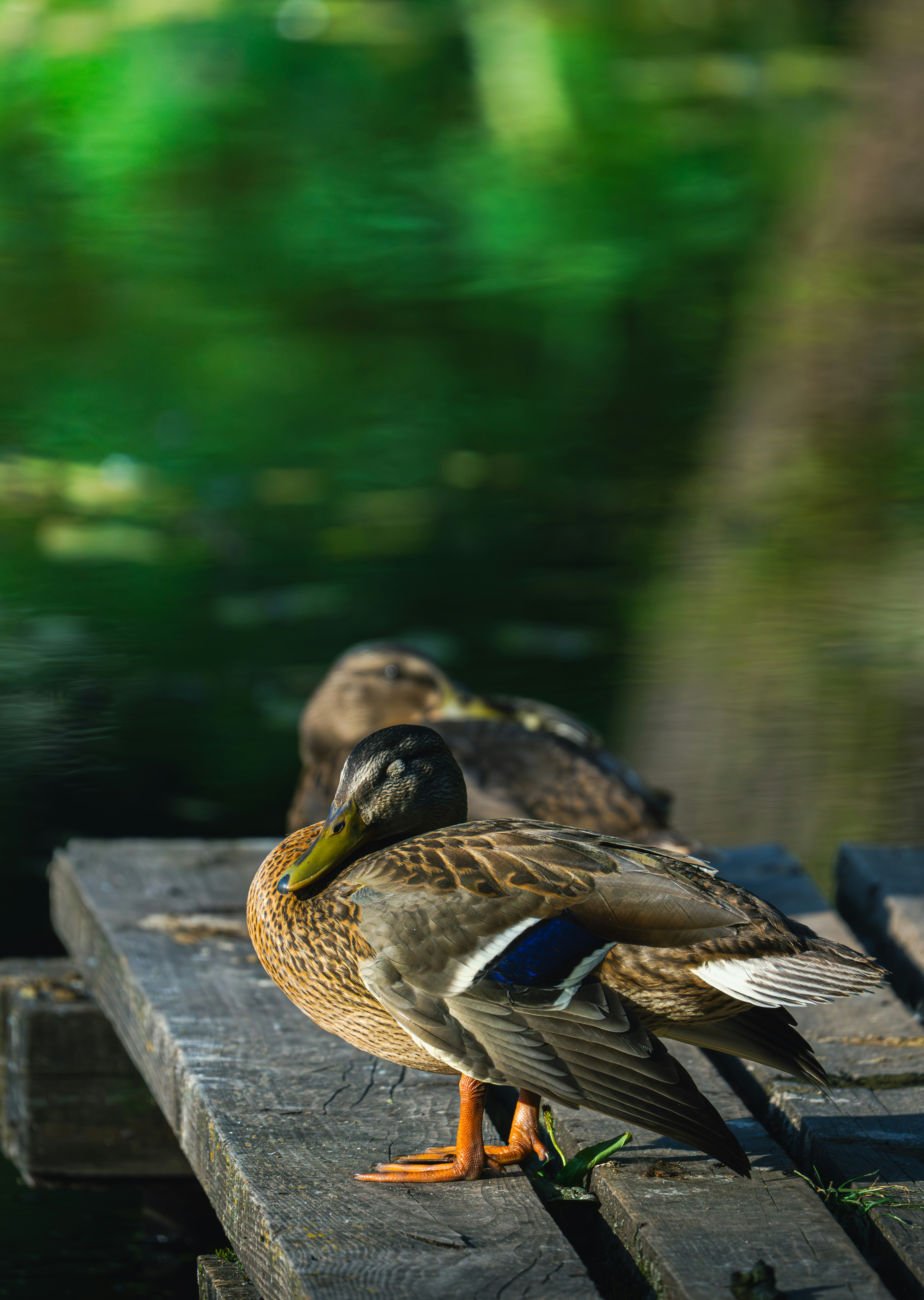 Amber-eyed Duck on Weathered Dock by Echoing Green Water