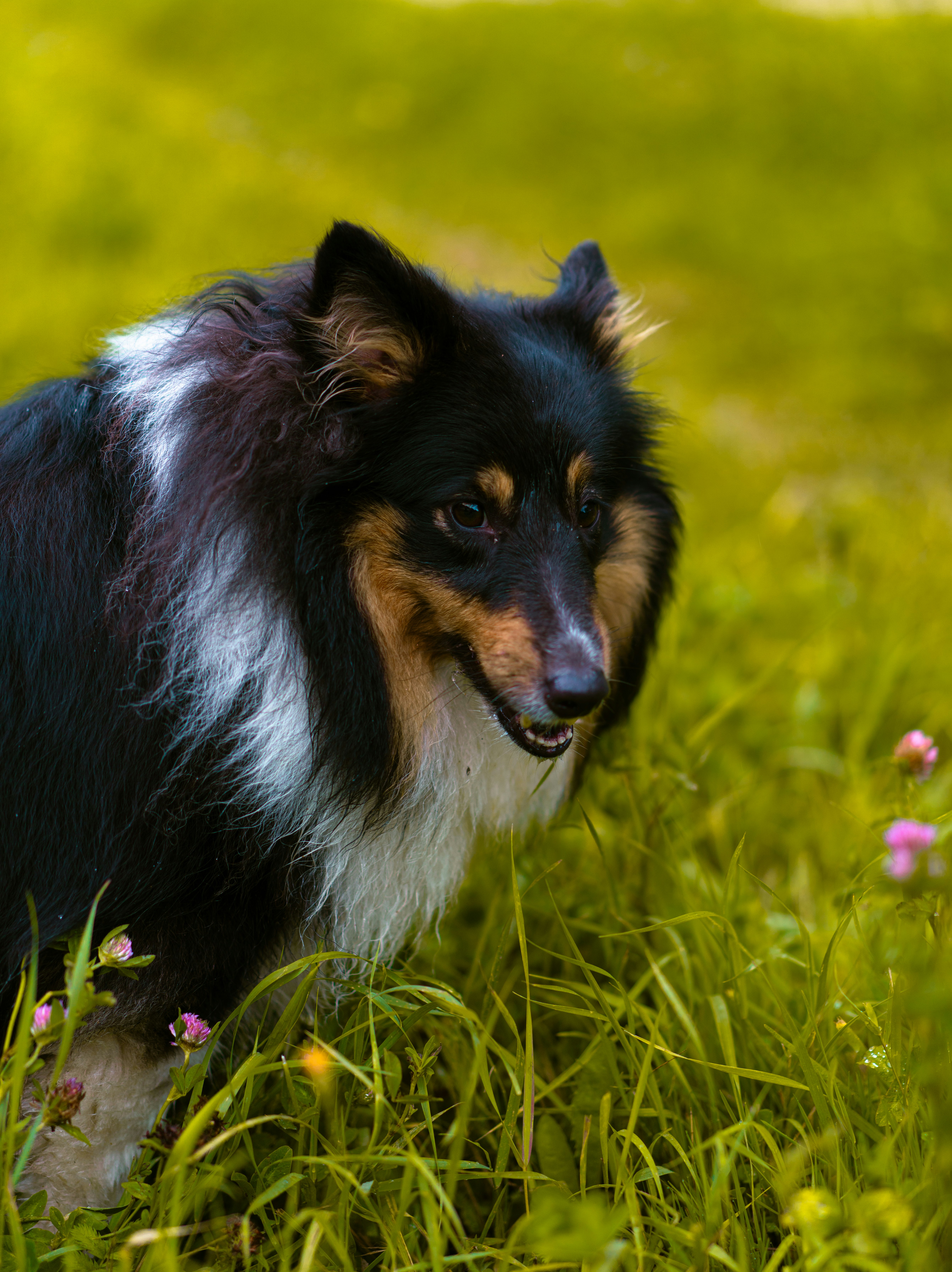  twilight meadow: a border collie in soft focus greens