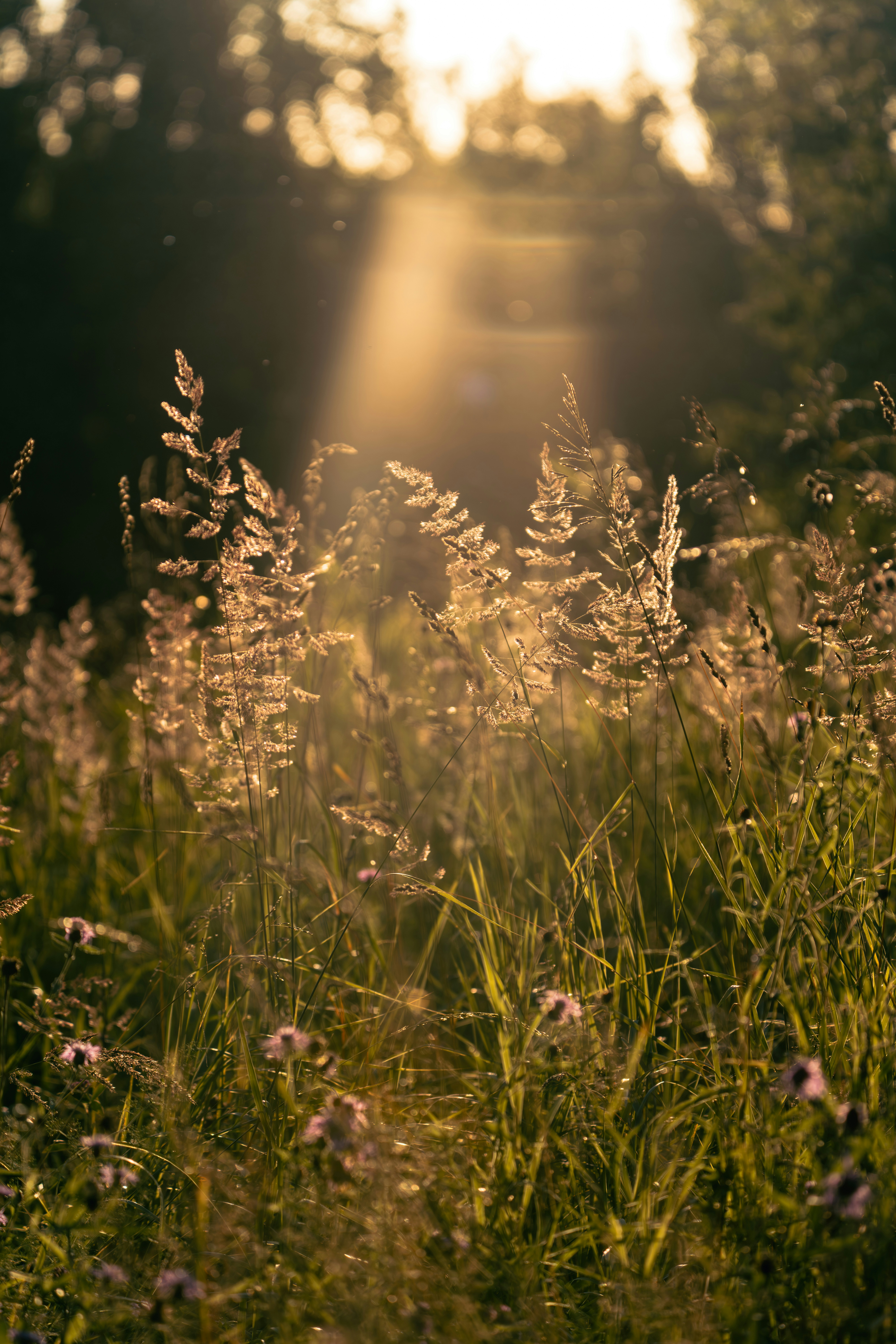 Gold Rays Across a Meadow of Whispering Stems