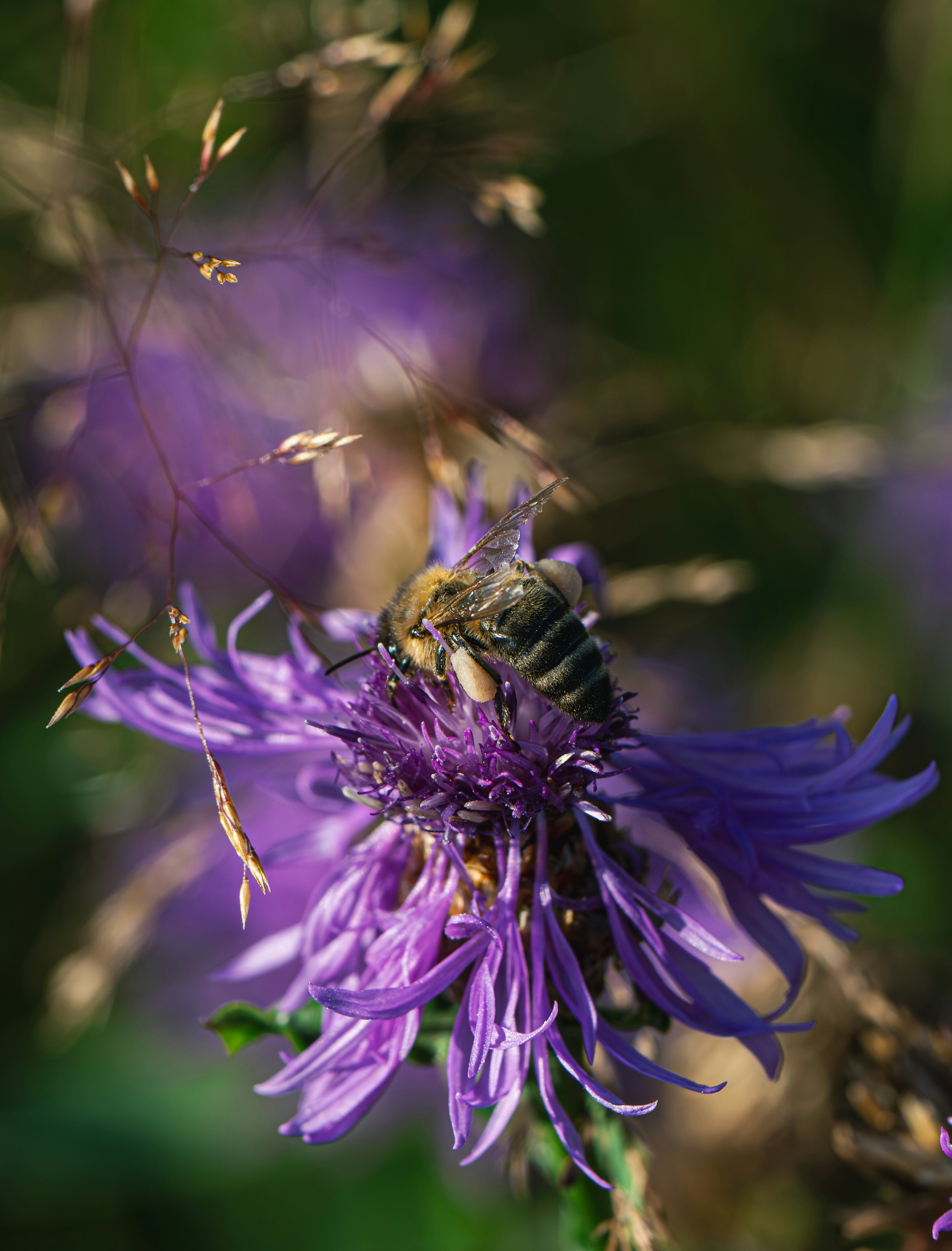 Bee on a violet bloom: a moment of micro-world detail