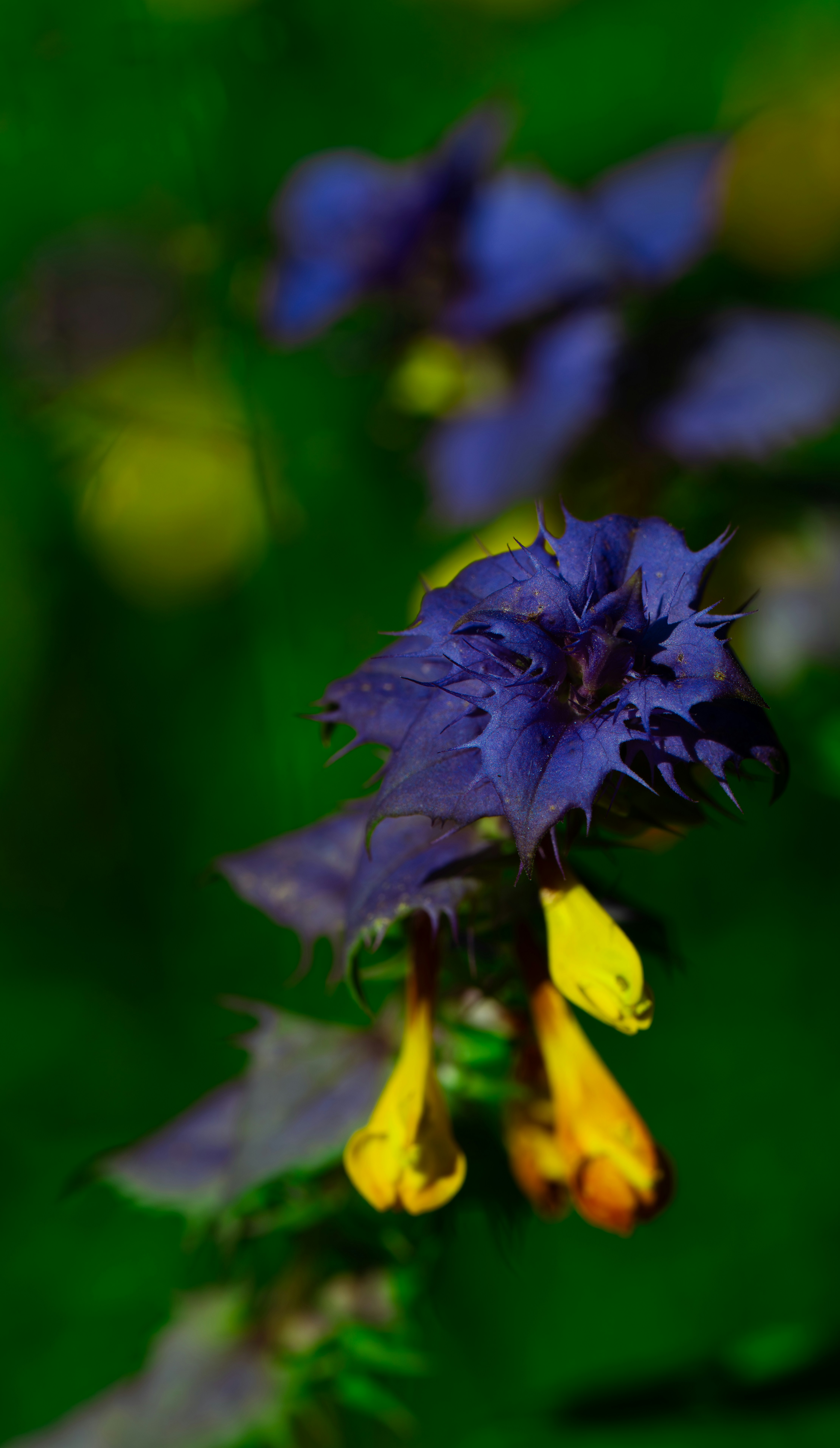Violet Crown in Soft Focus: A Close-Up of Hued Bloomlets