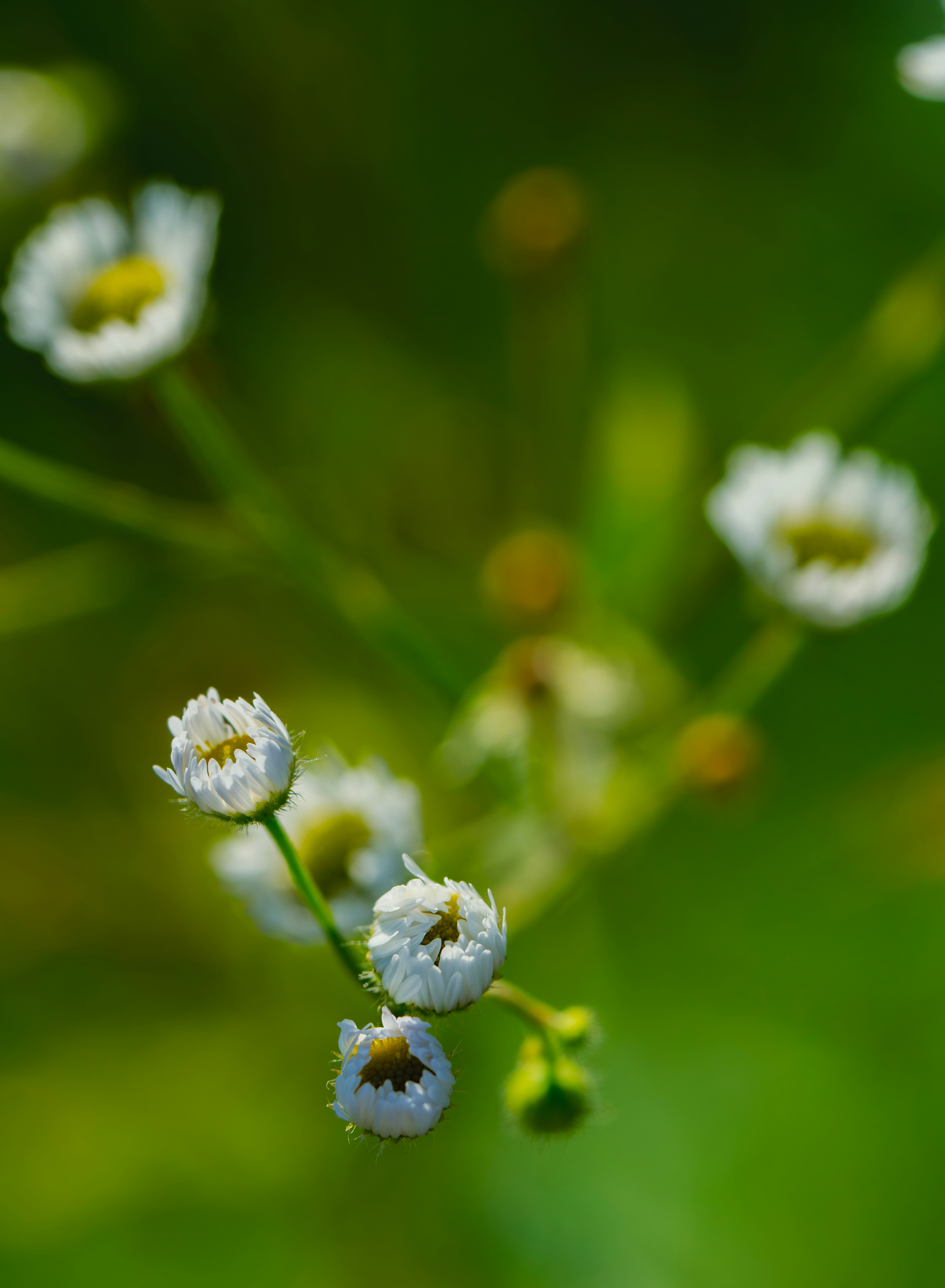 Delicate Daisy Cluster in Soft Focus Meadow