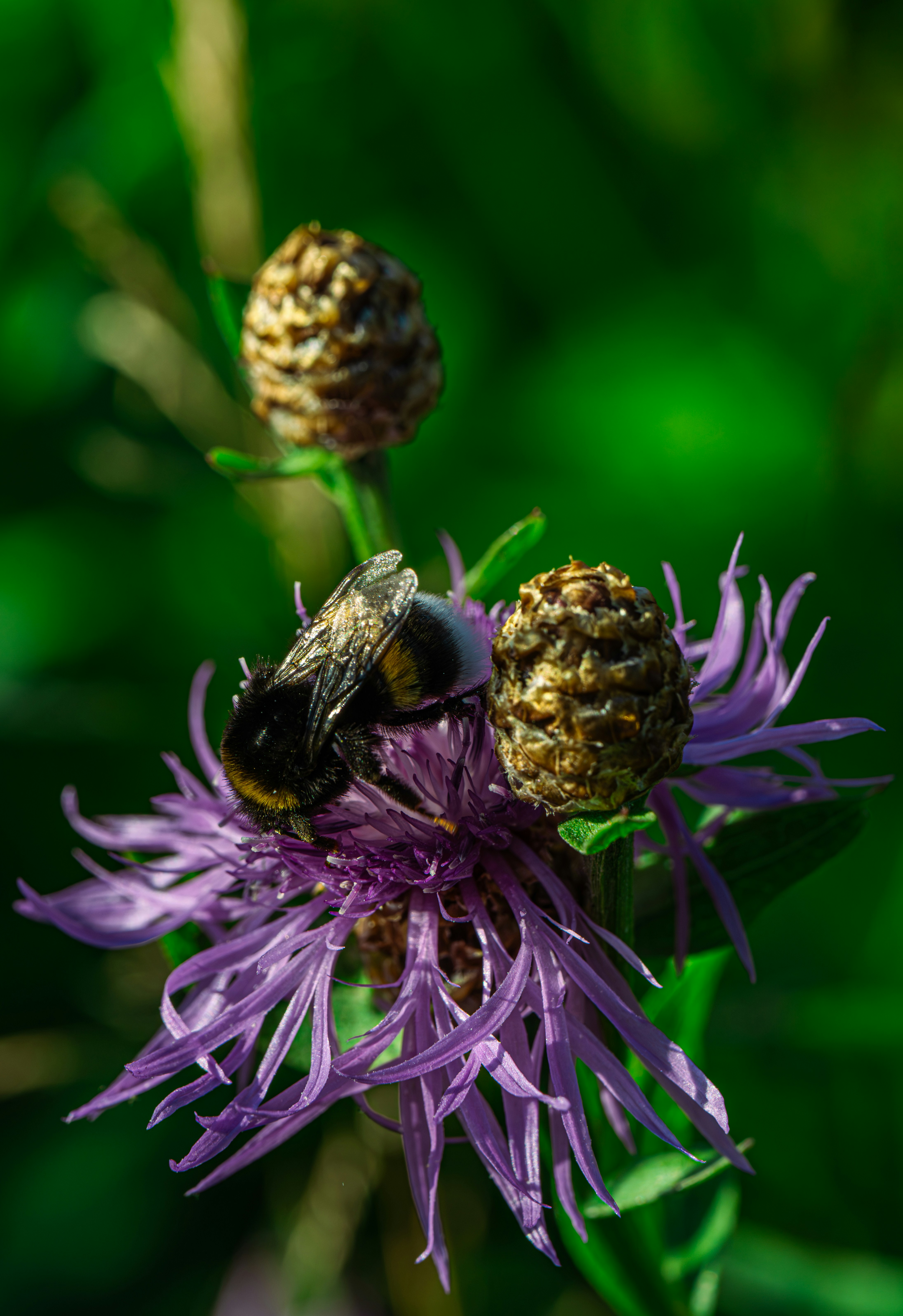 Beesong on a Purple Crown: A Lively Bee Reaches into a Bloom