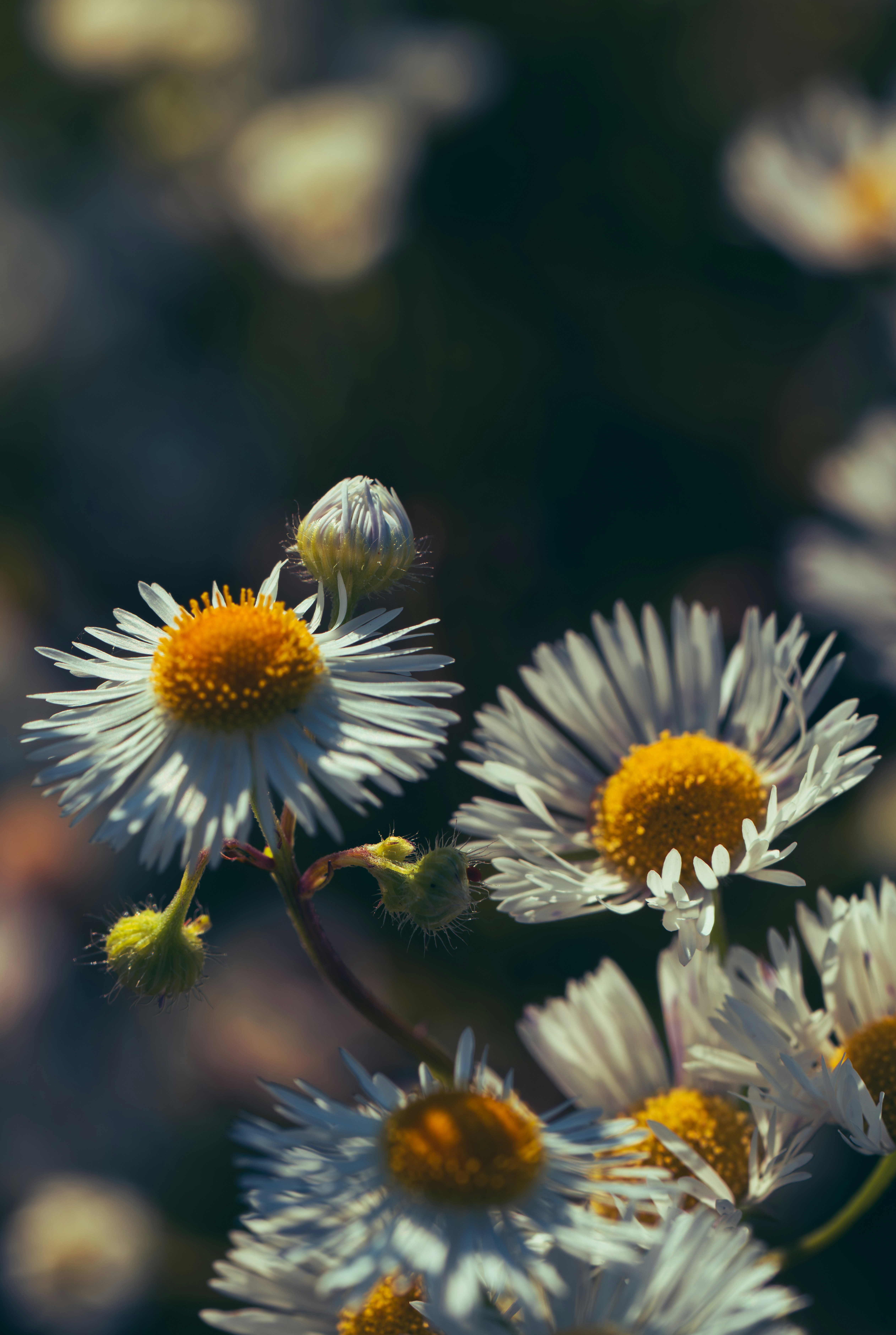 Daisies in Soft Backlight: Sunlit Centers and Framing