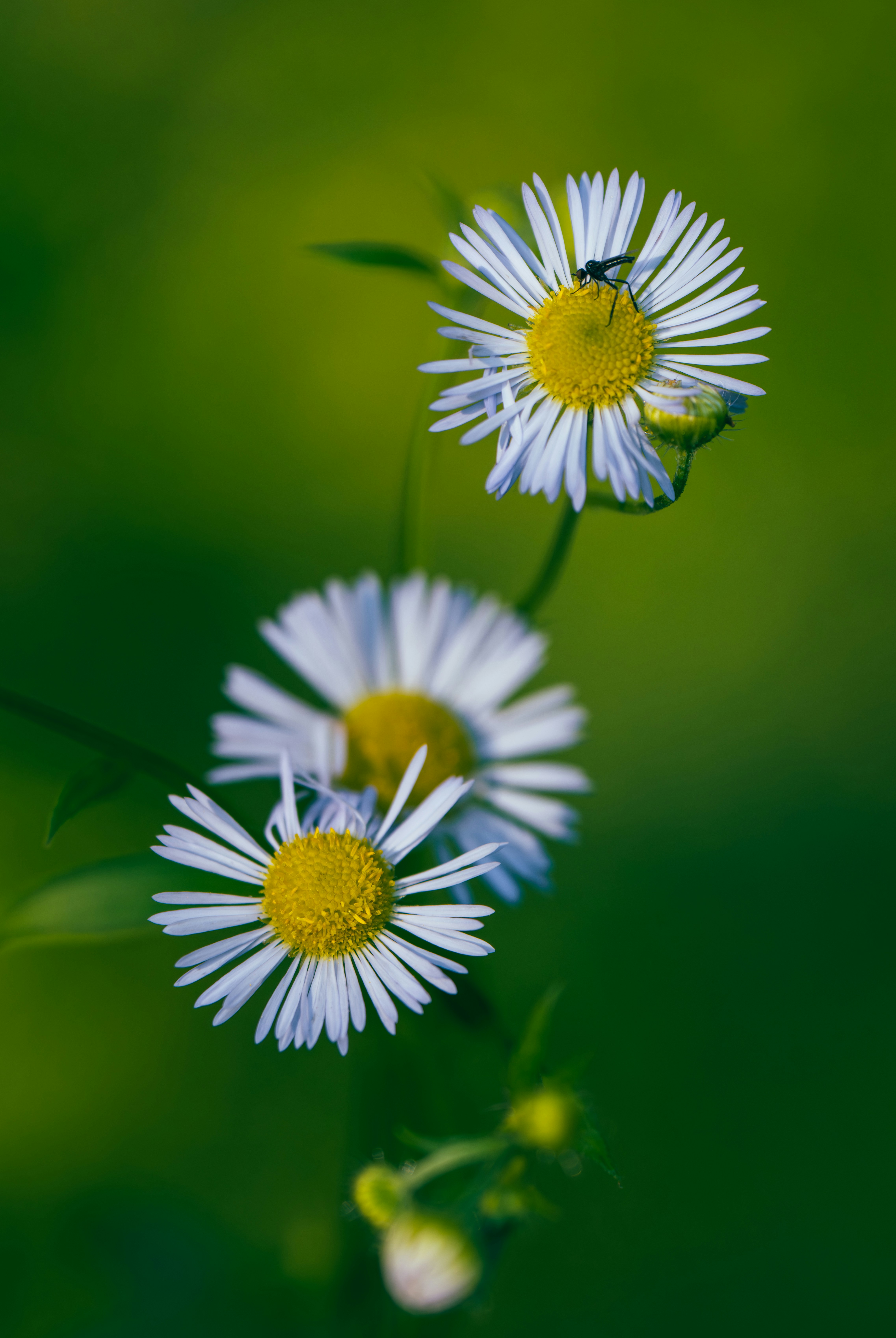 Daisy Sentinel: A Bee's Quiet Pause on the Morning Bloom