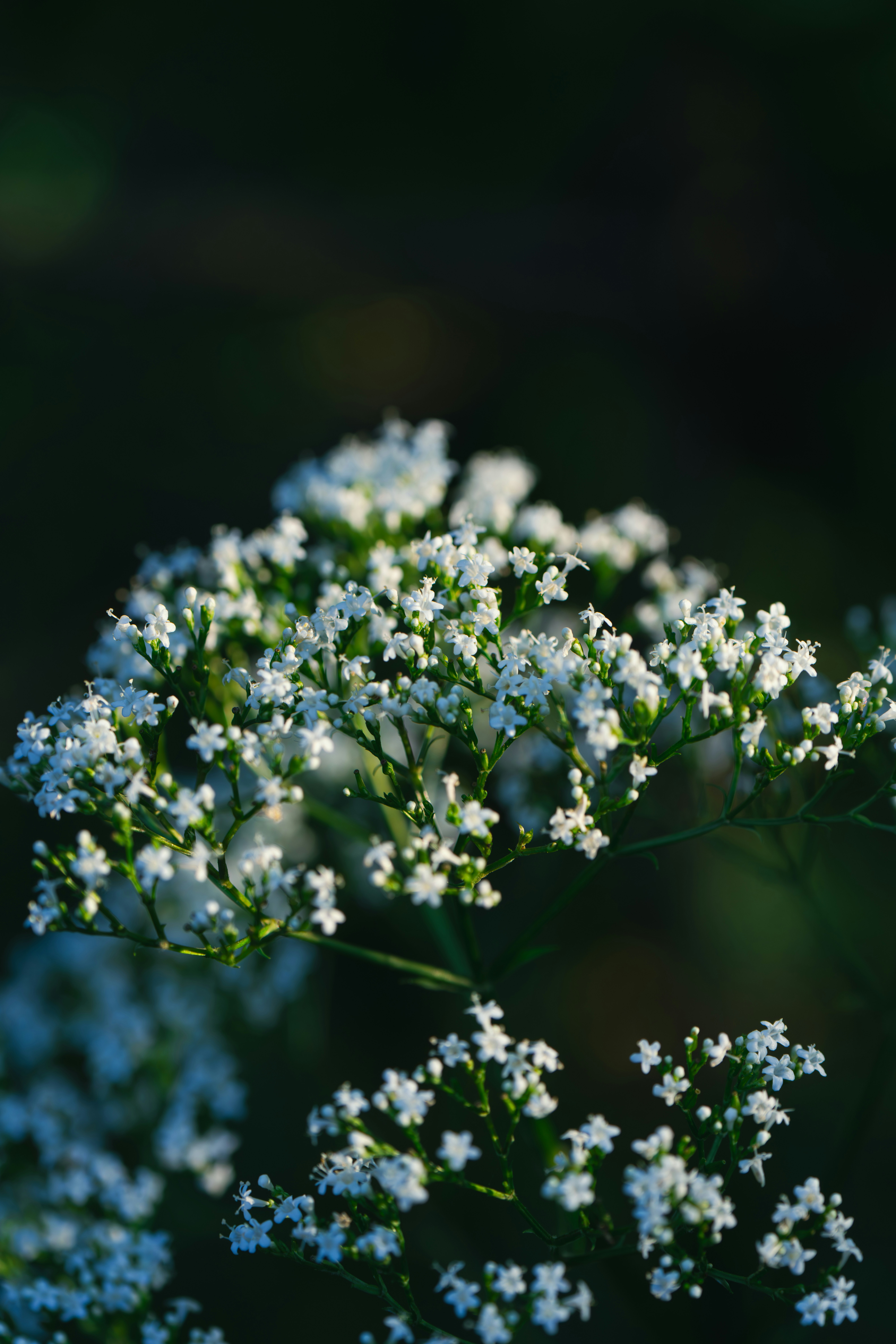 White Queen: cascading blossoms in sunlit silence