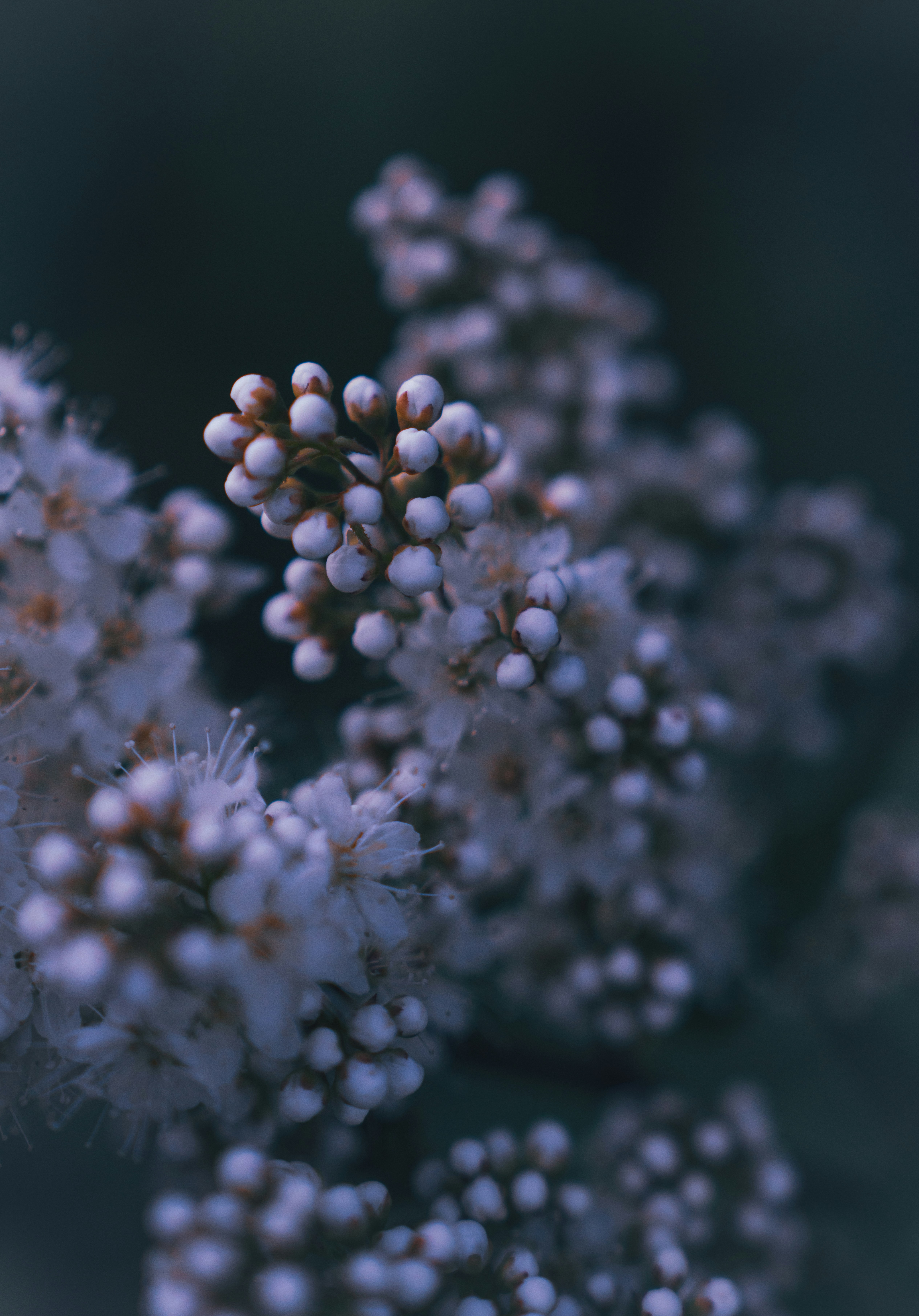 Soft Cluster of Frosty Blossoms in Low Light