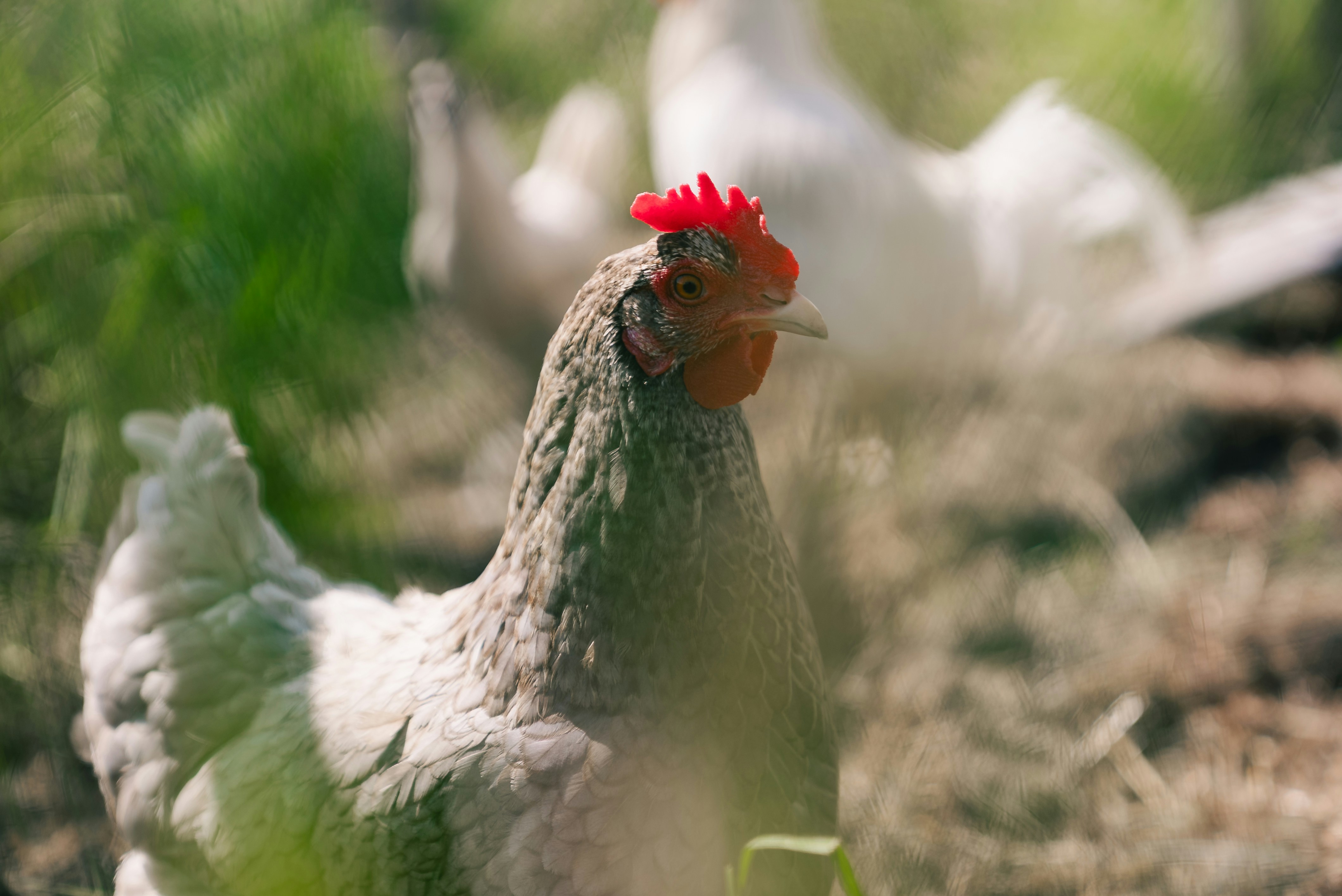 Close-Up on a Curious Hen: Red Crest Under Sunlit Leaves
