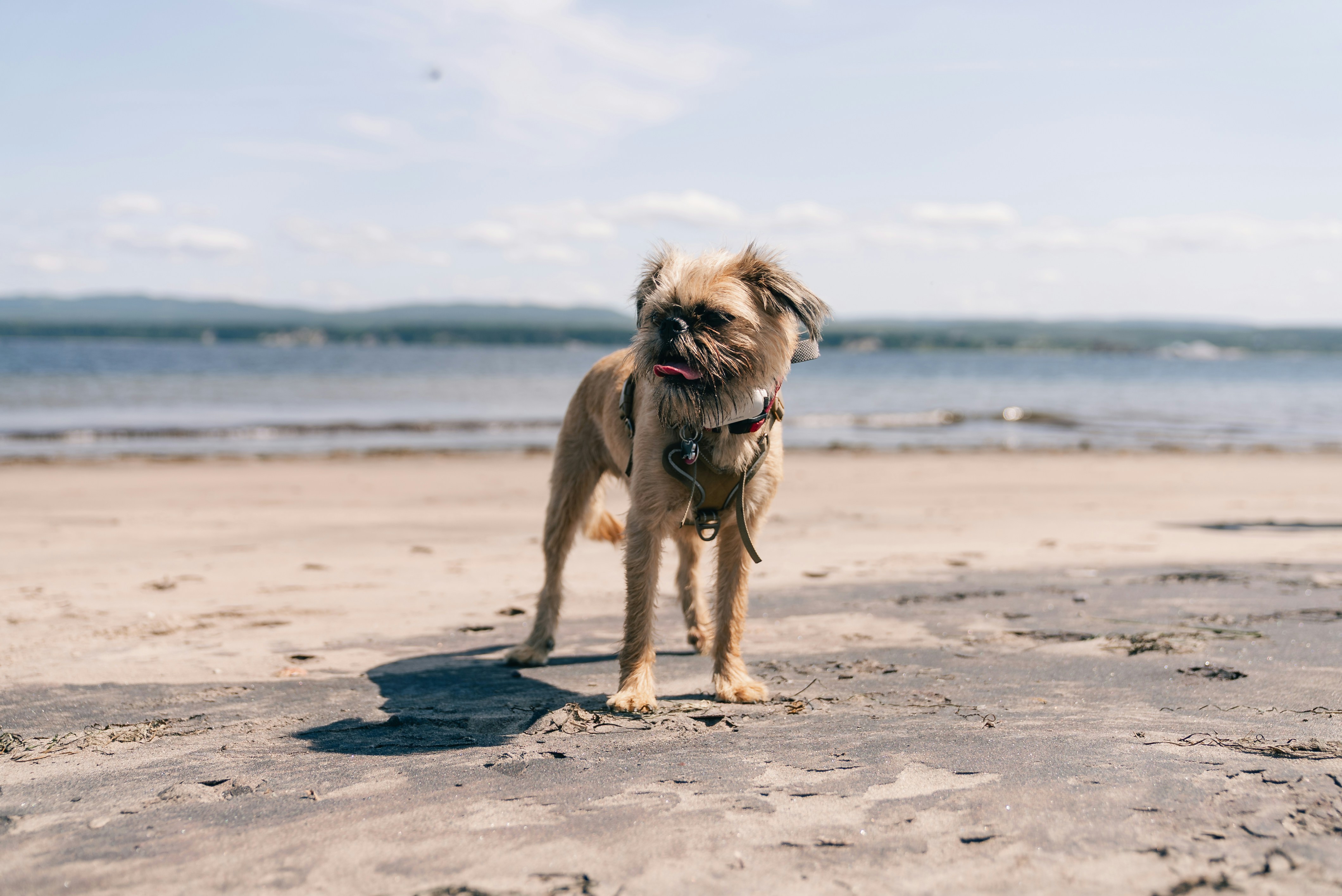 Sunny Beachside Scout: A playful dog on wind-washed sand