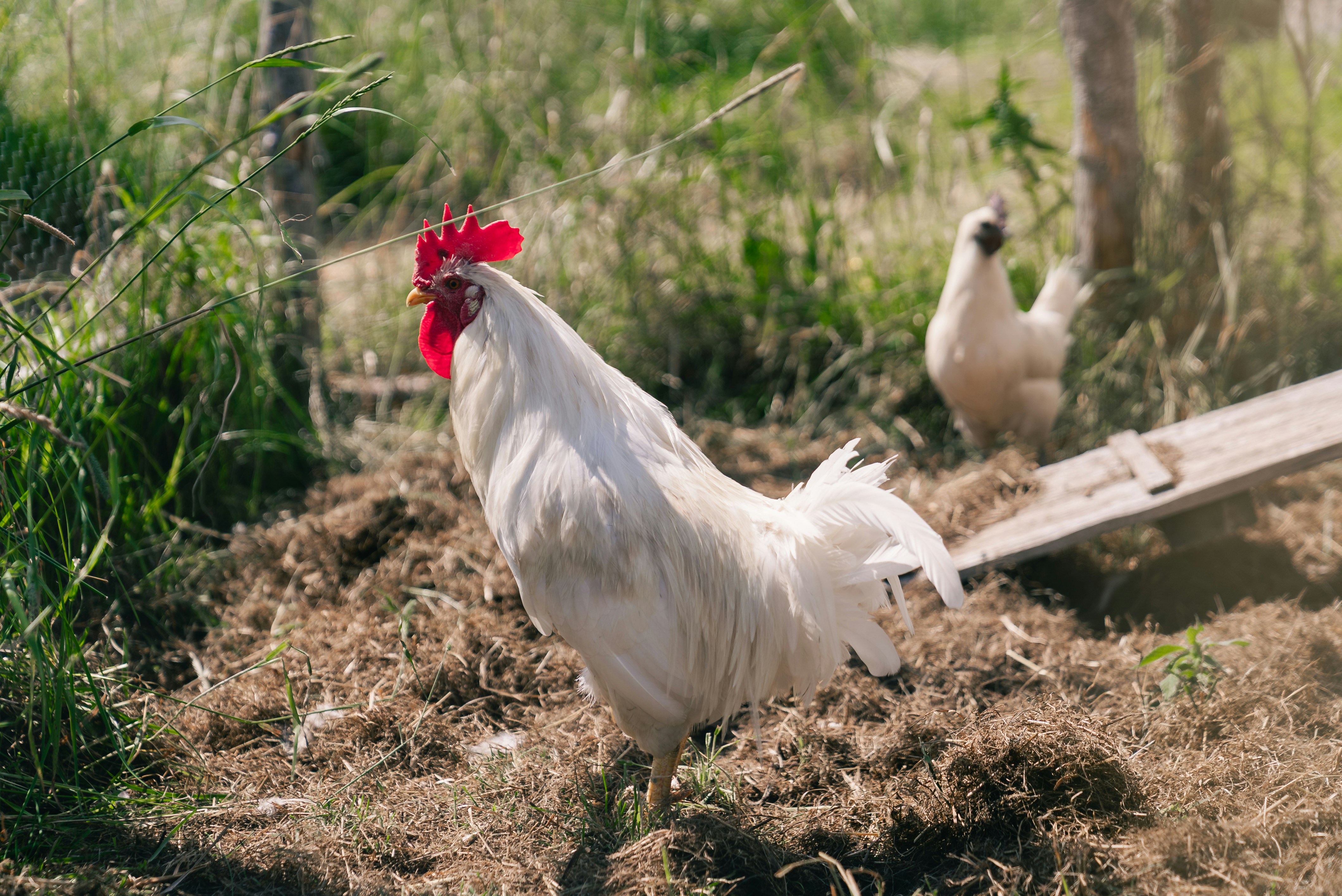 White Rooster at the Edges of the Coop, Sunlit Dirt and Grass