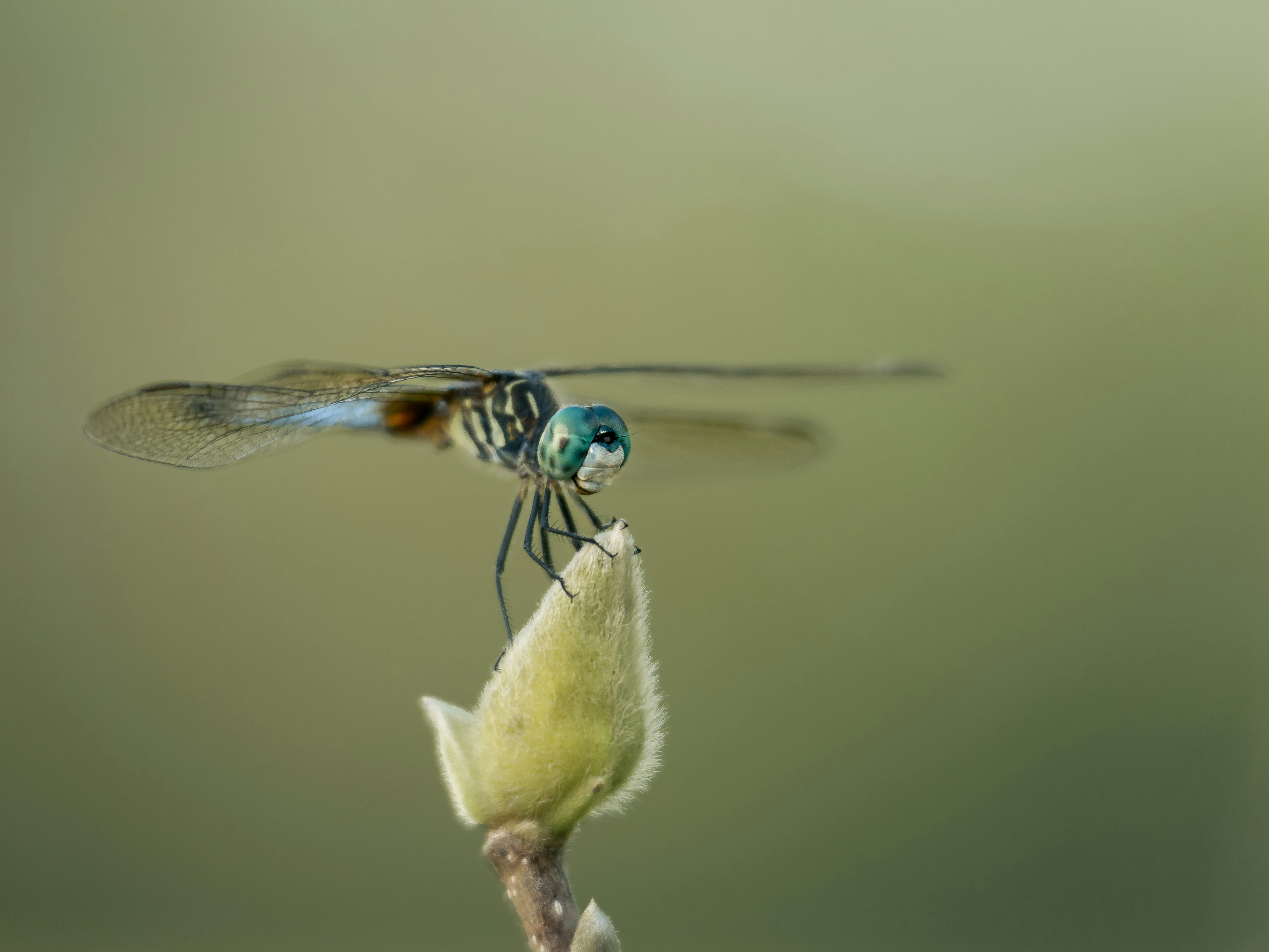 Azure-eyed Dragonfly on a Bud: a close-up moment