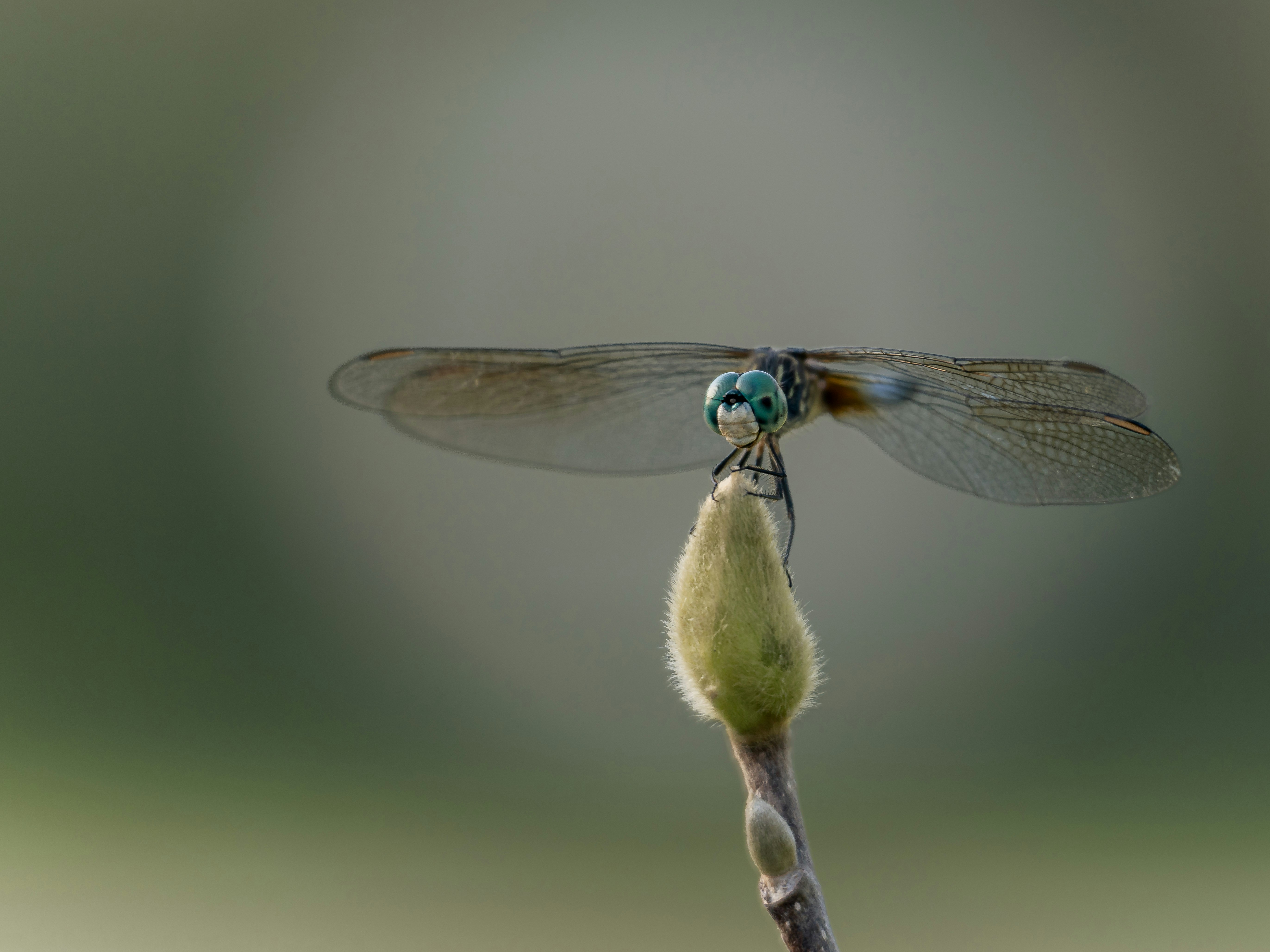 Azure-Gem Dragonfly Perched on a Bud