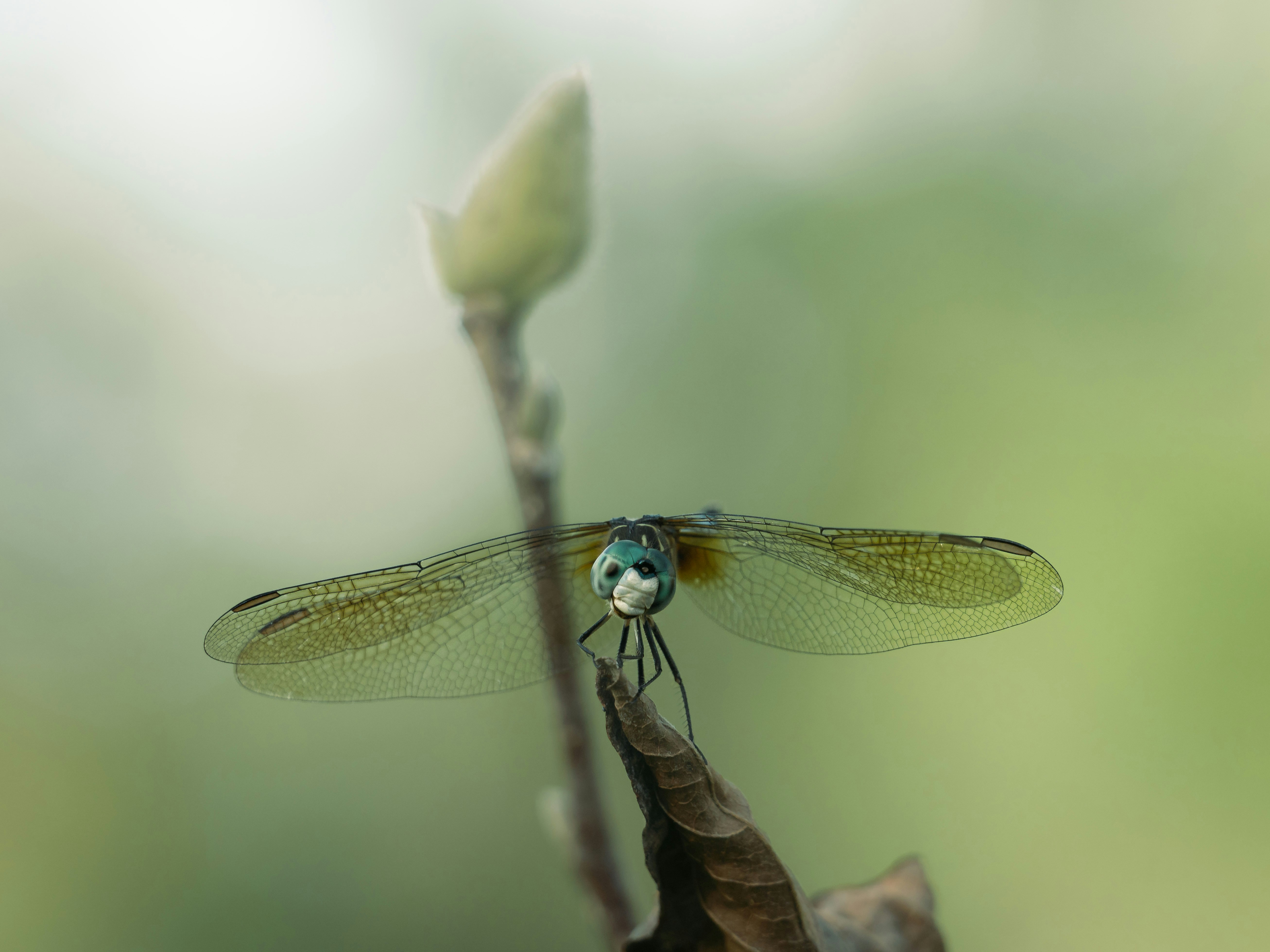 A Dragonfly Resting On a Bud: Terminal Quiet of a Green Niche
