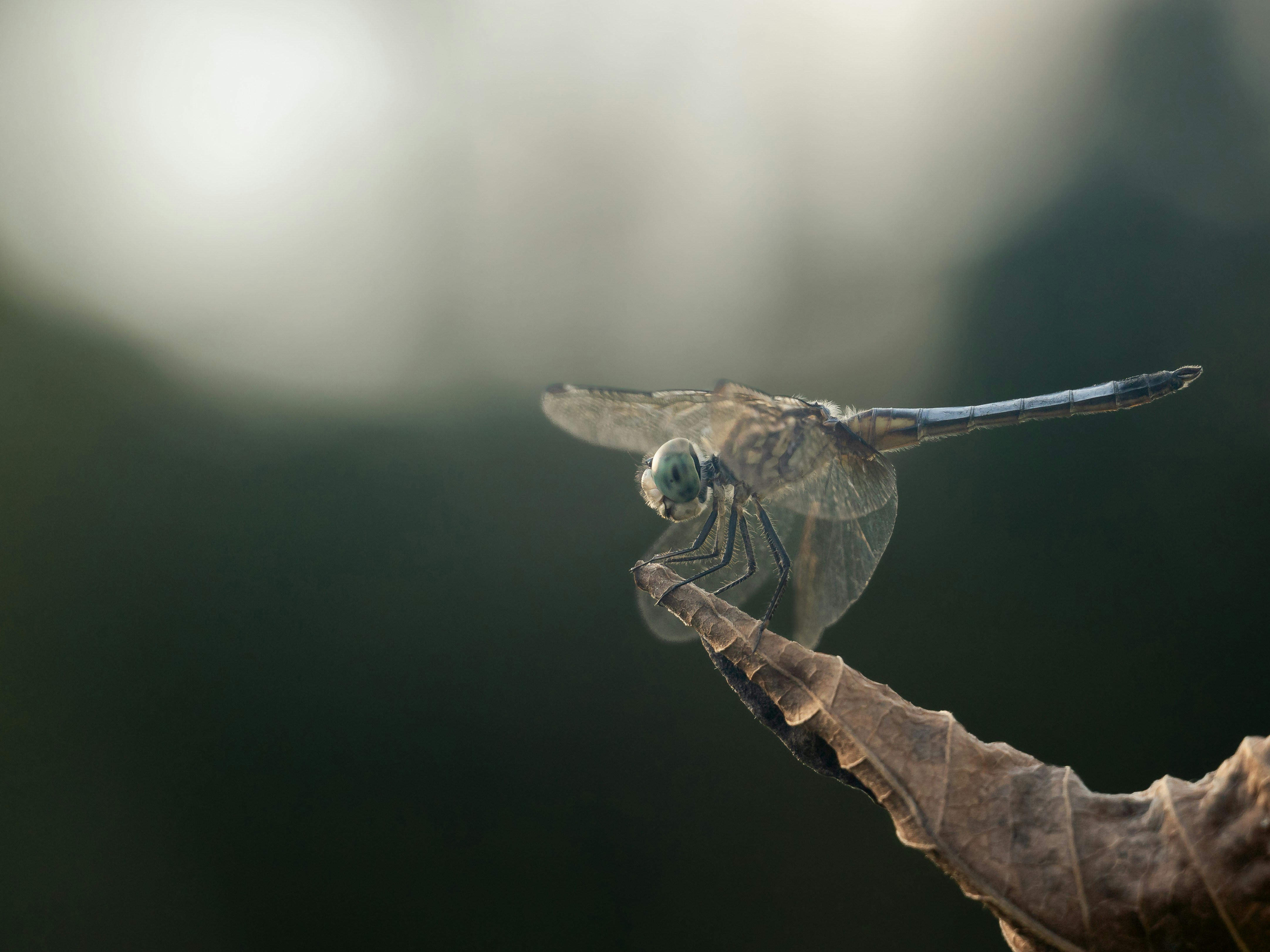 Close-Range Dragonfly on a Leaf: Quiet Detail in Dappled Light