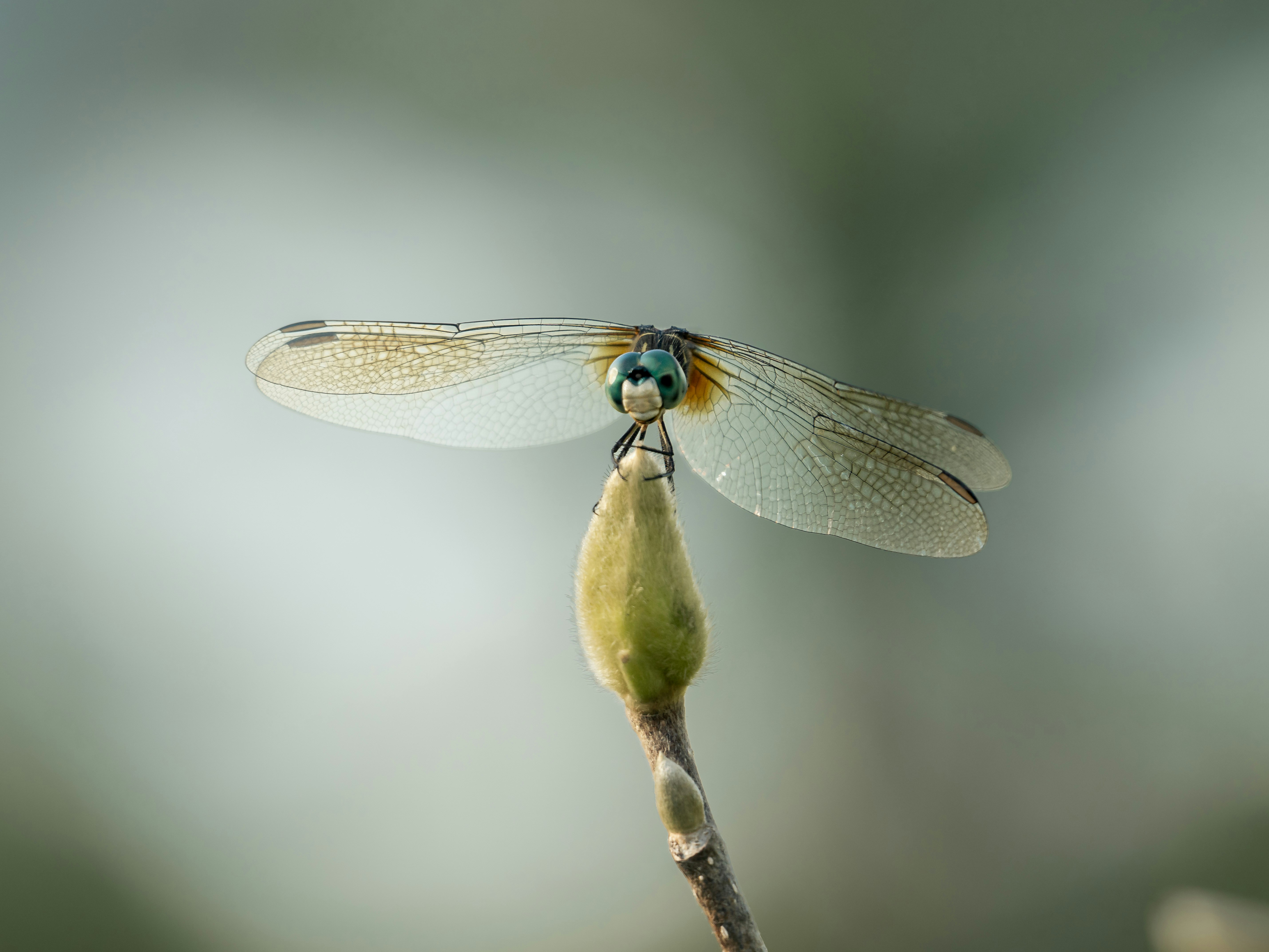 Delicate Dragonfly Crowned by Soft Lens Light