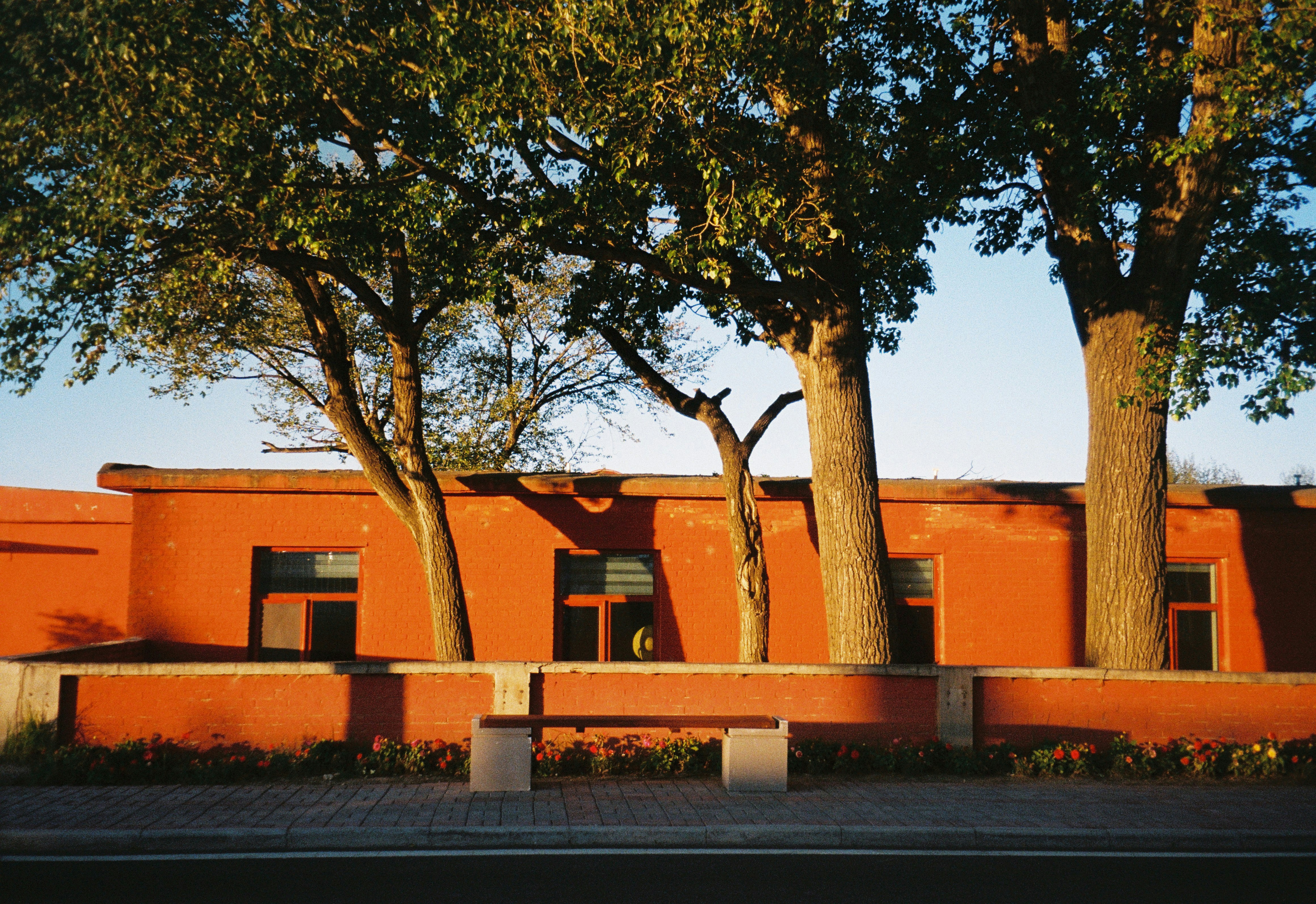 Brick Wall Schoolyard Framed by Overhanging Trees at Golden Hour