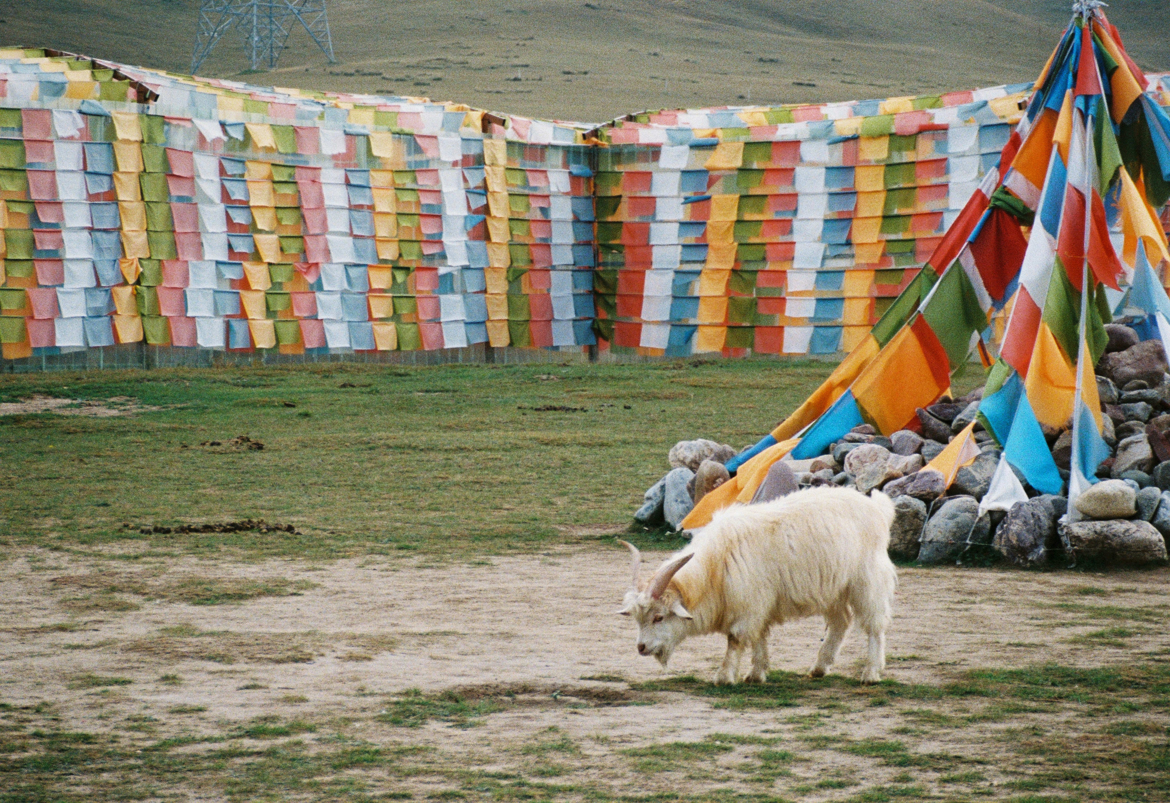 Prancing Yak near Prayer Flags under a Colorful Yurt