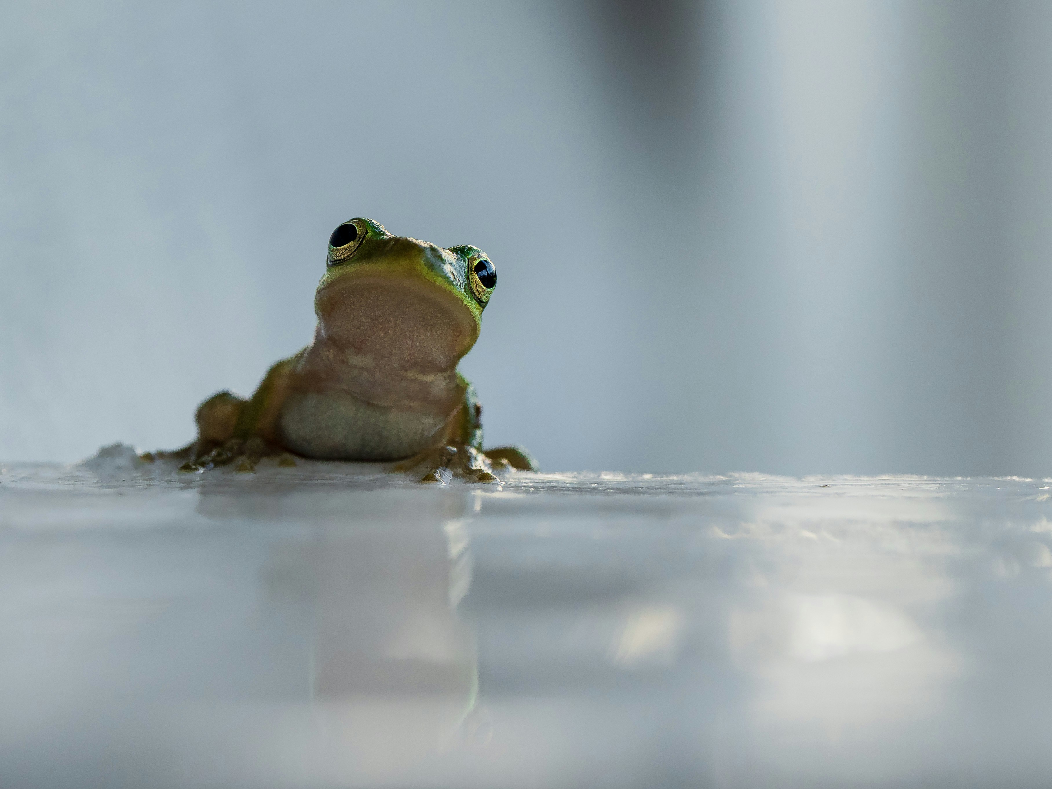 Nocturnal Litten: A Curious Tree-Frog Peeks from the Edge