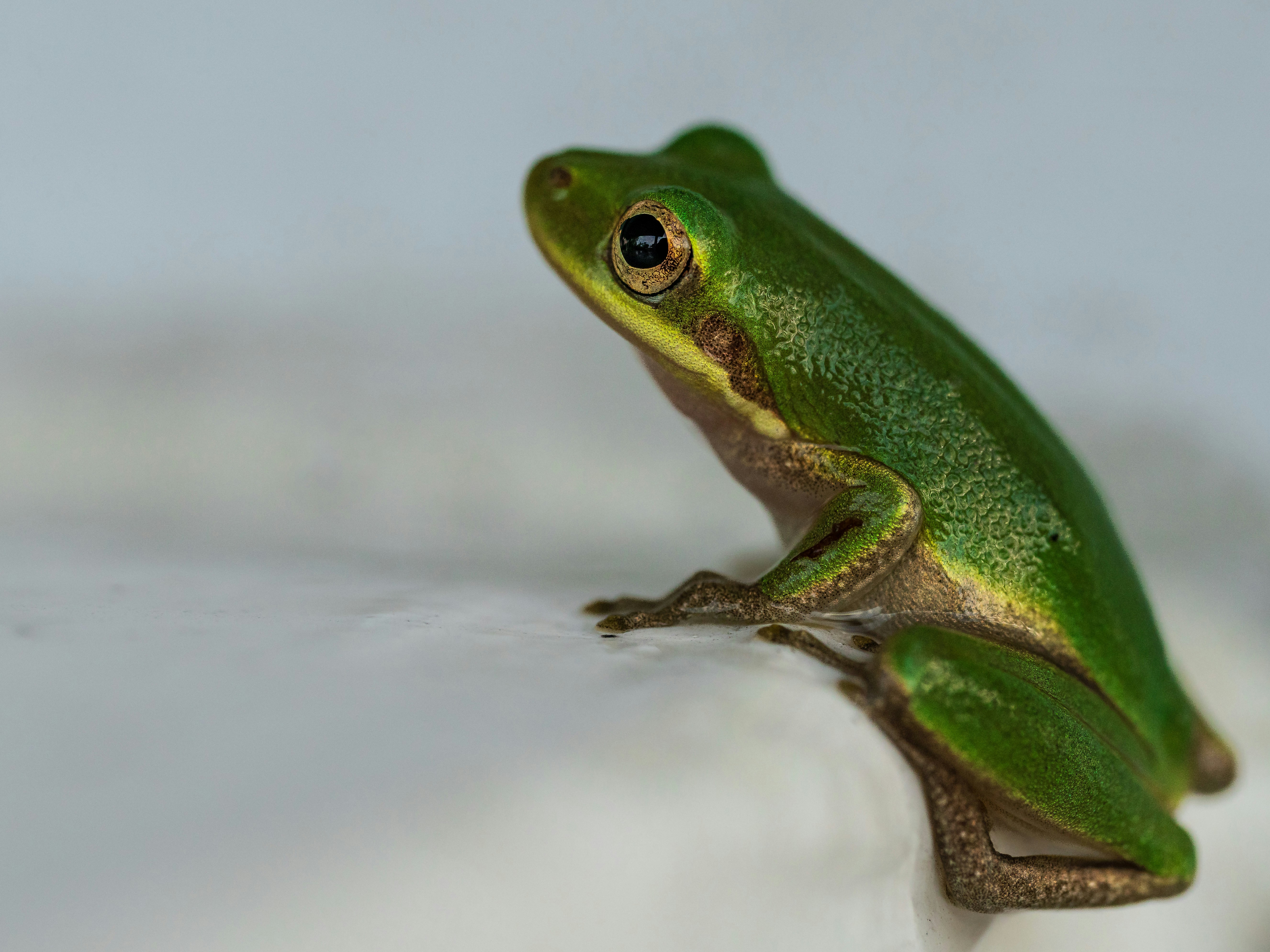 Emerald Accent: A Close-Up of a Green Tree Frog on a Pale Surface