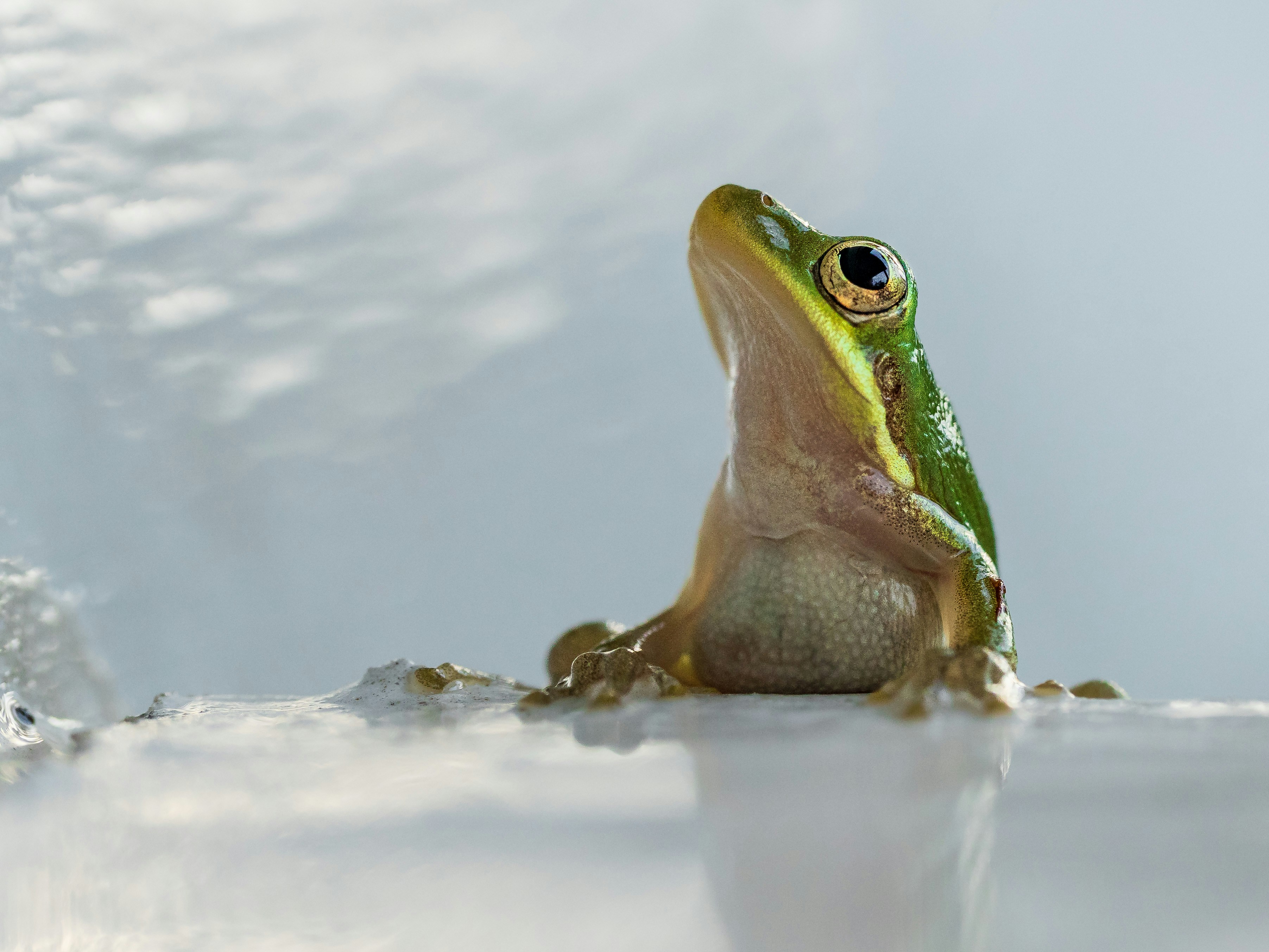 Emergent Green Frog Overlooking a Quiet Pool