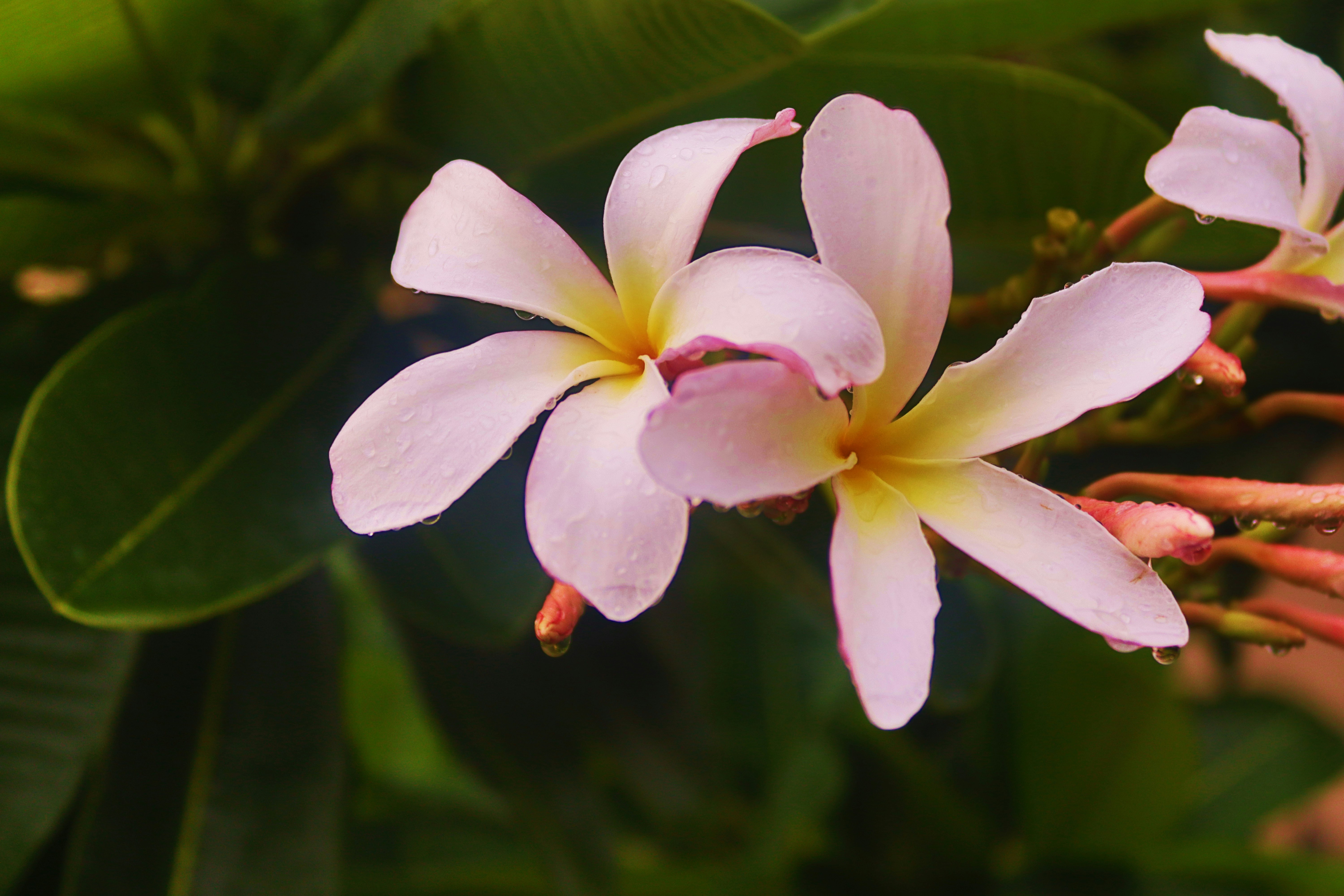 Petals in Soft Focus: A Pair of Fragrant Frangipanis