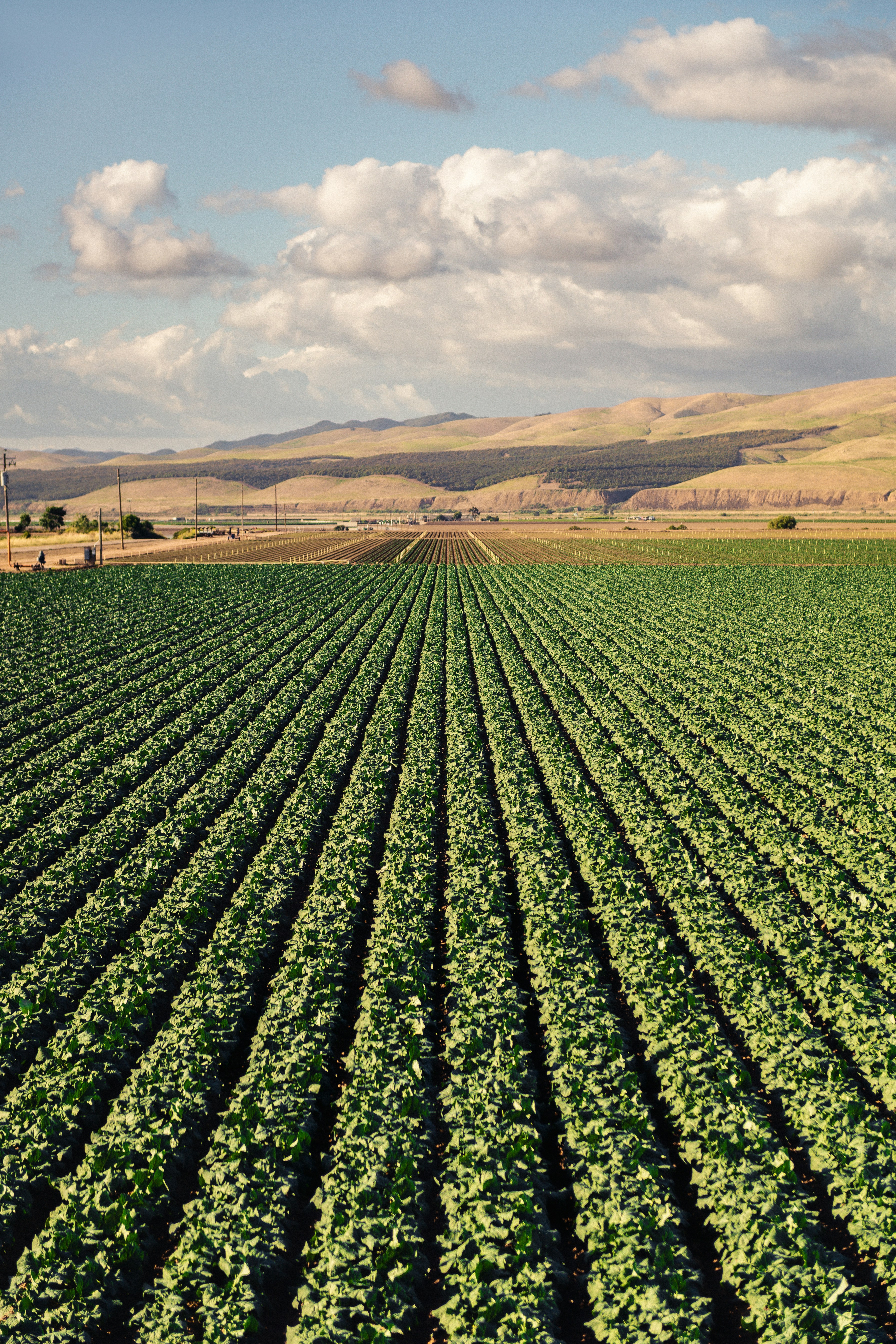 A wide agricultural field stretches to the horizon under a bright sky, with evenly spaced rows of crops converging toward distant hills.