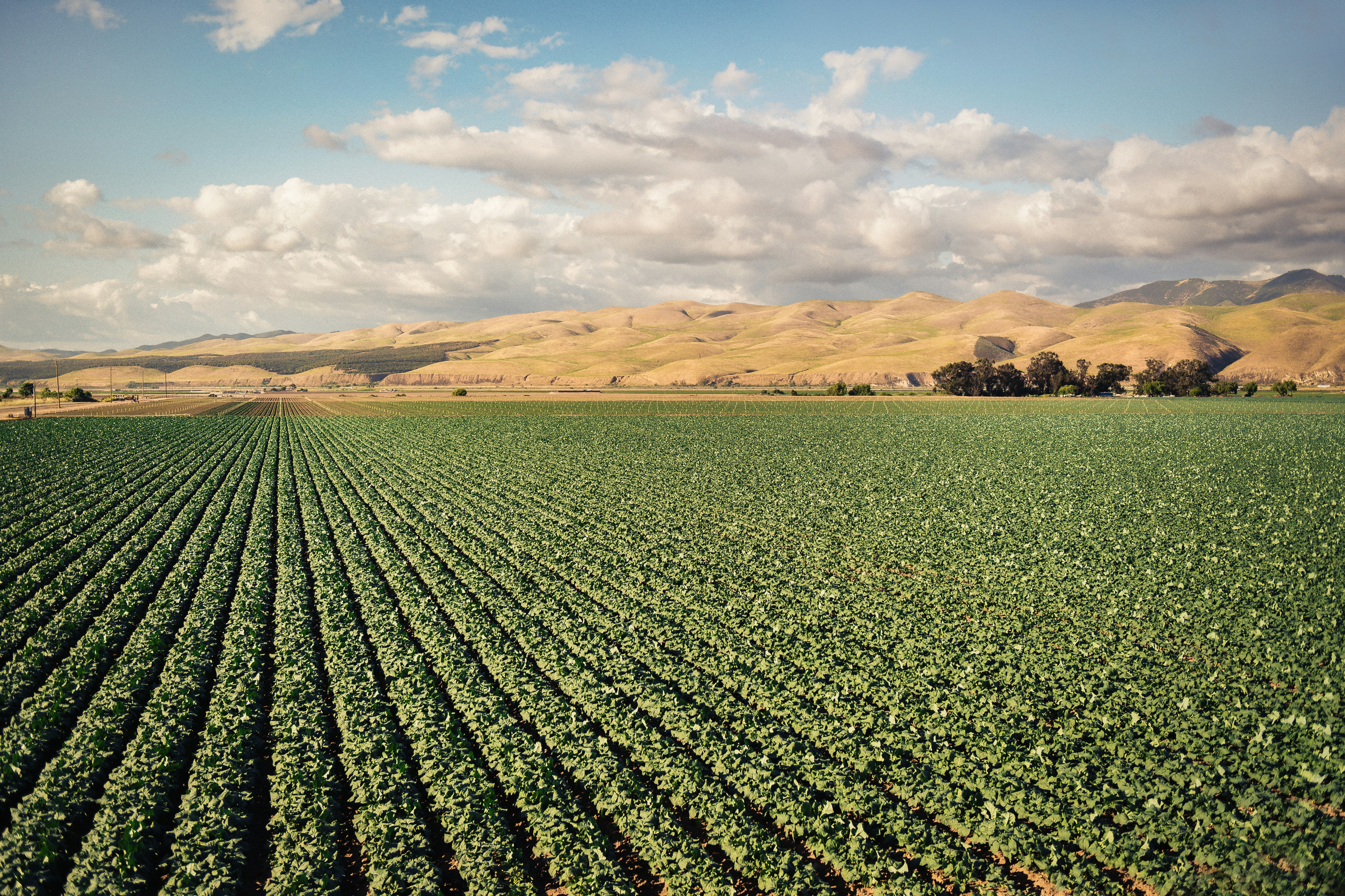 Even rows of a thriving field stretch toward distant hills under a bright sky with scattered clouds. A wide, agricultural landscape emphasizing orderly growth and sunlit textures.
