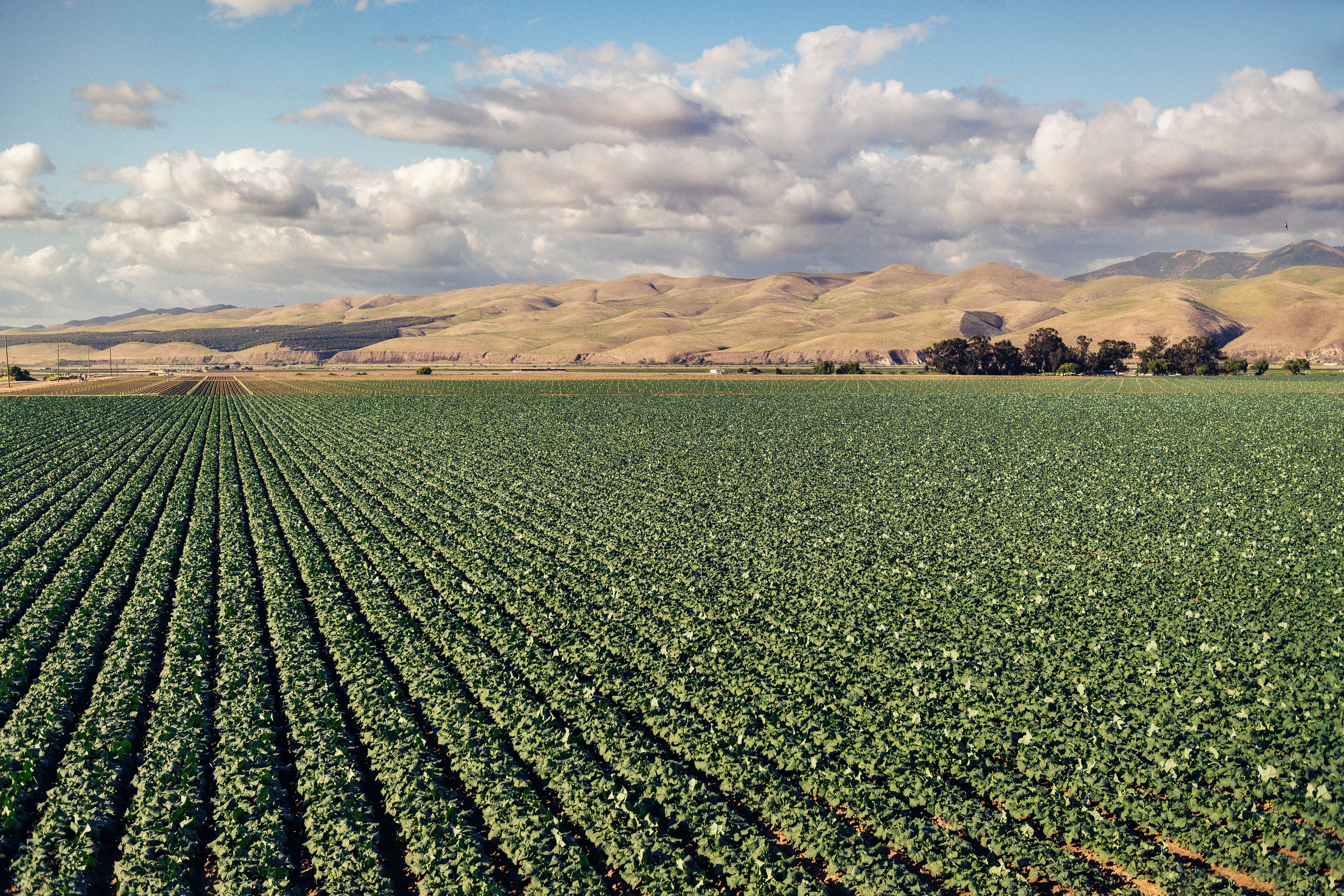 Expansive agricultural field with evenly spaced rows of crops stretching toward rolling hills under a partly cloudy sky. A landscape shot emphasizing depth and uniformity of the plantation.