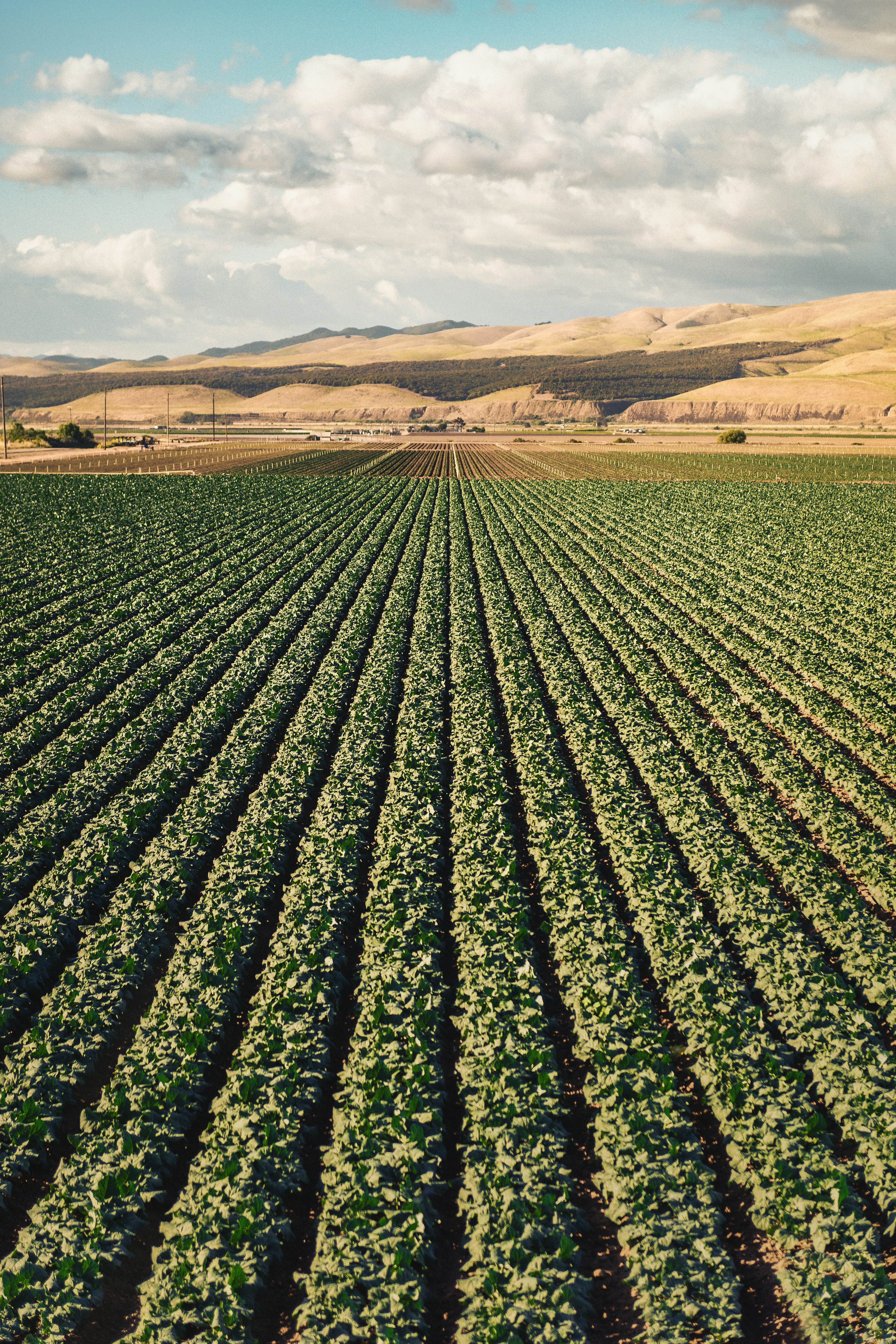 Expansive field with precisely lined rows of crops stretching toward distant hills under a partly cloudy sky. Aerial perspective emphasizes depth and agricultural scale.
