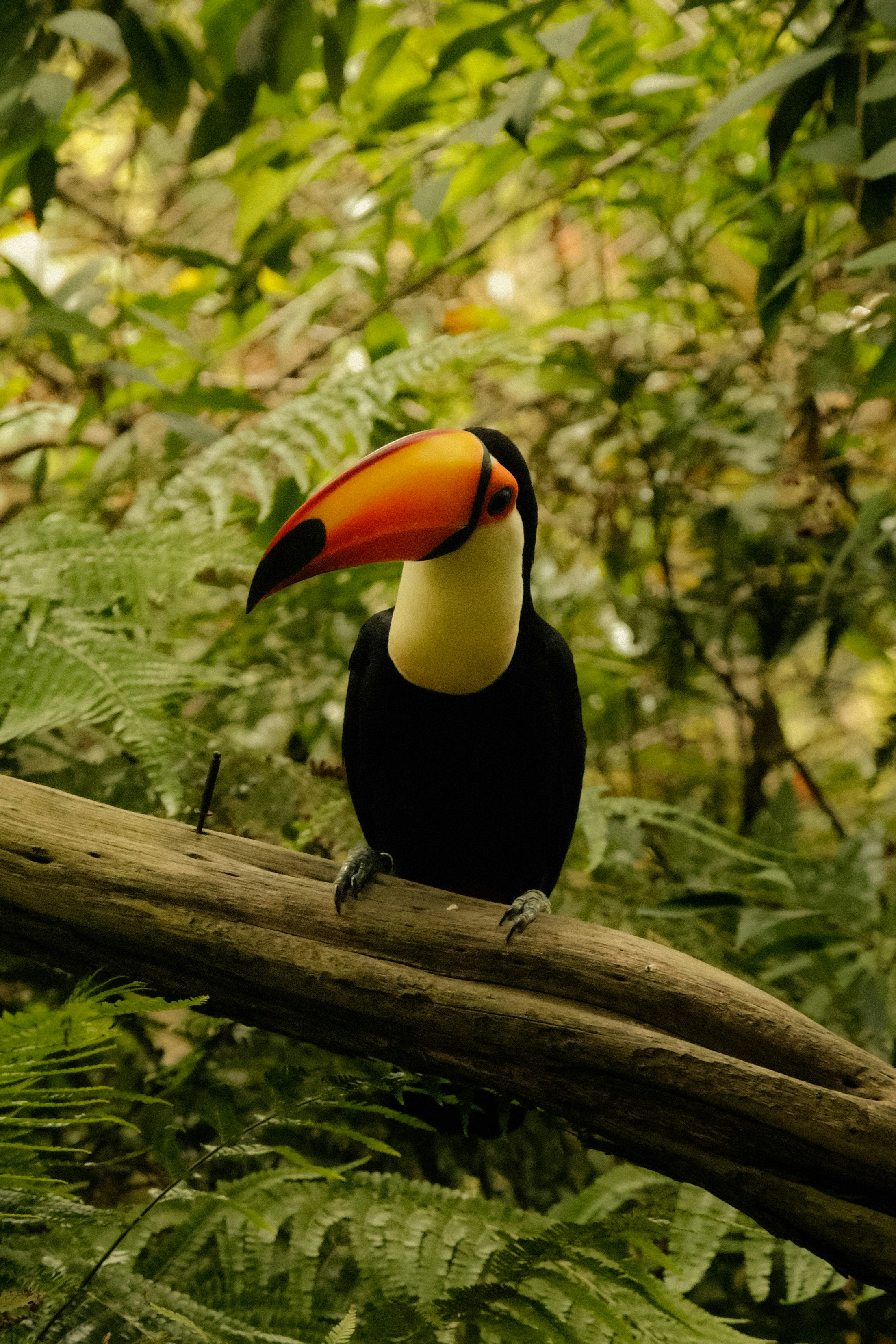 Scarlet Beak on a Glassy Gaze: A Toucan Snug on a Fern-Threaded Branch