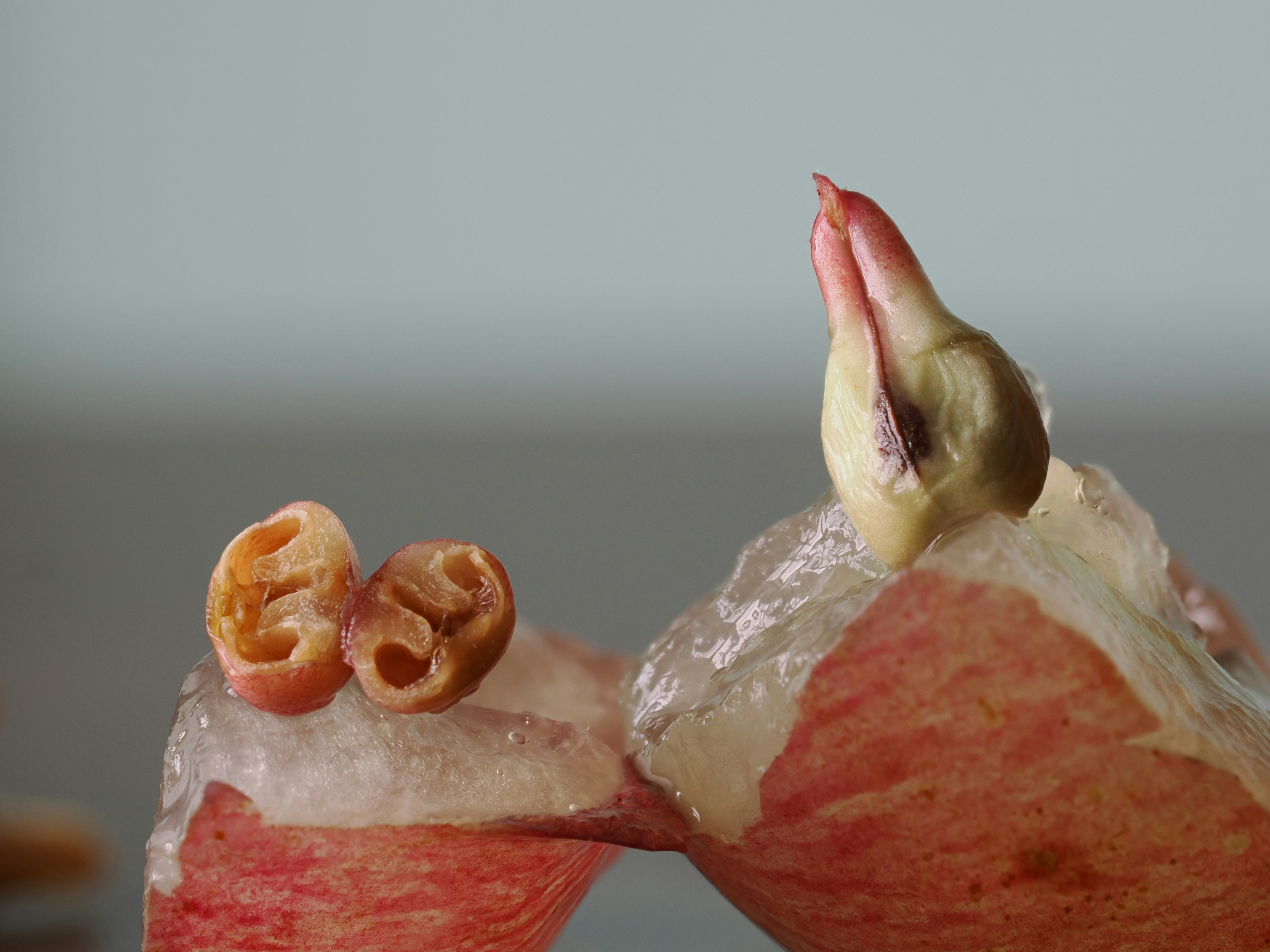 Close-up of a partially peeled peach with a small bud and seed-like openings in the fruit flesh, set against a soft gray backdrop.