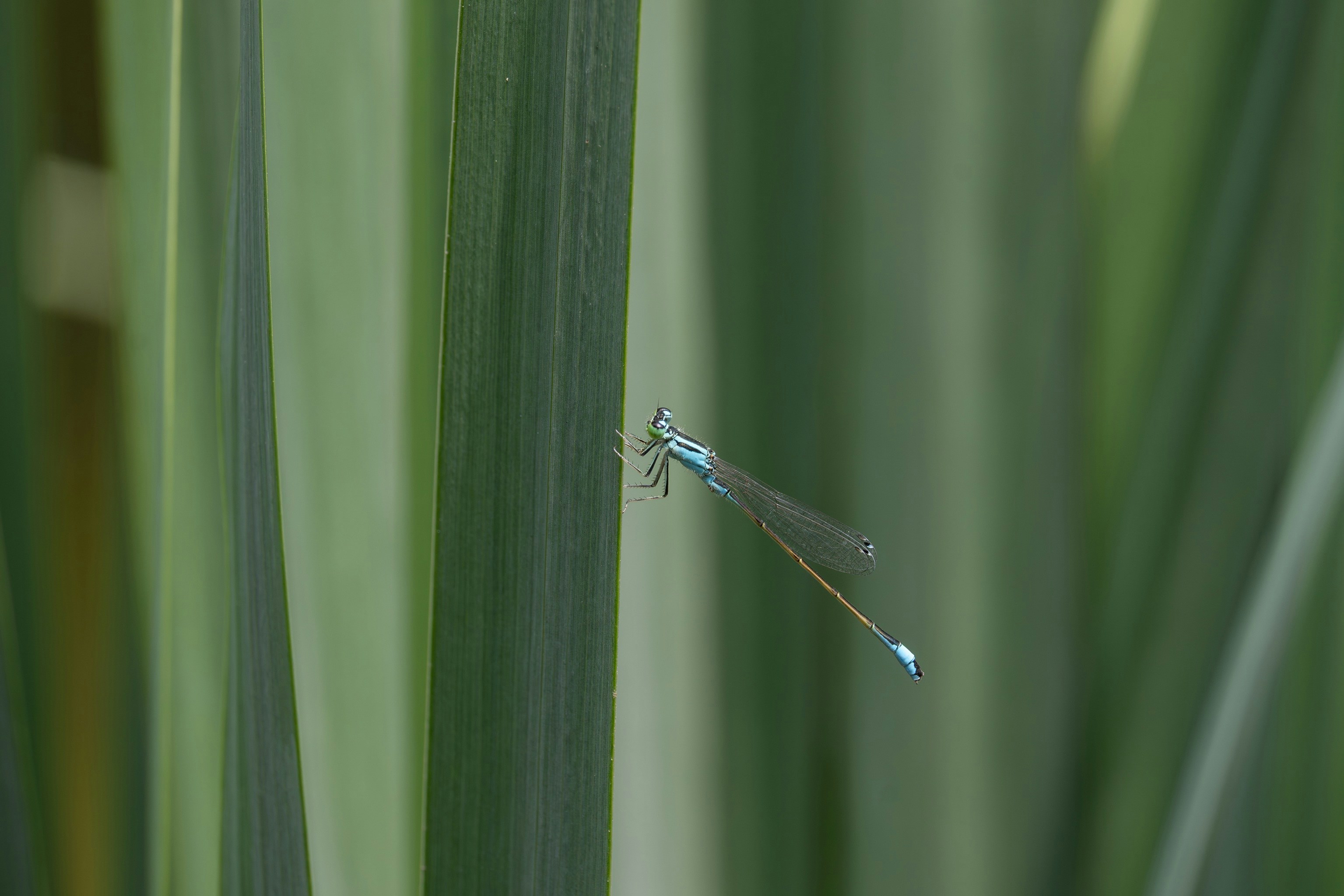 Dragonfly on a Verdant Rod