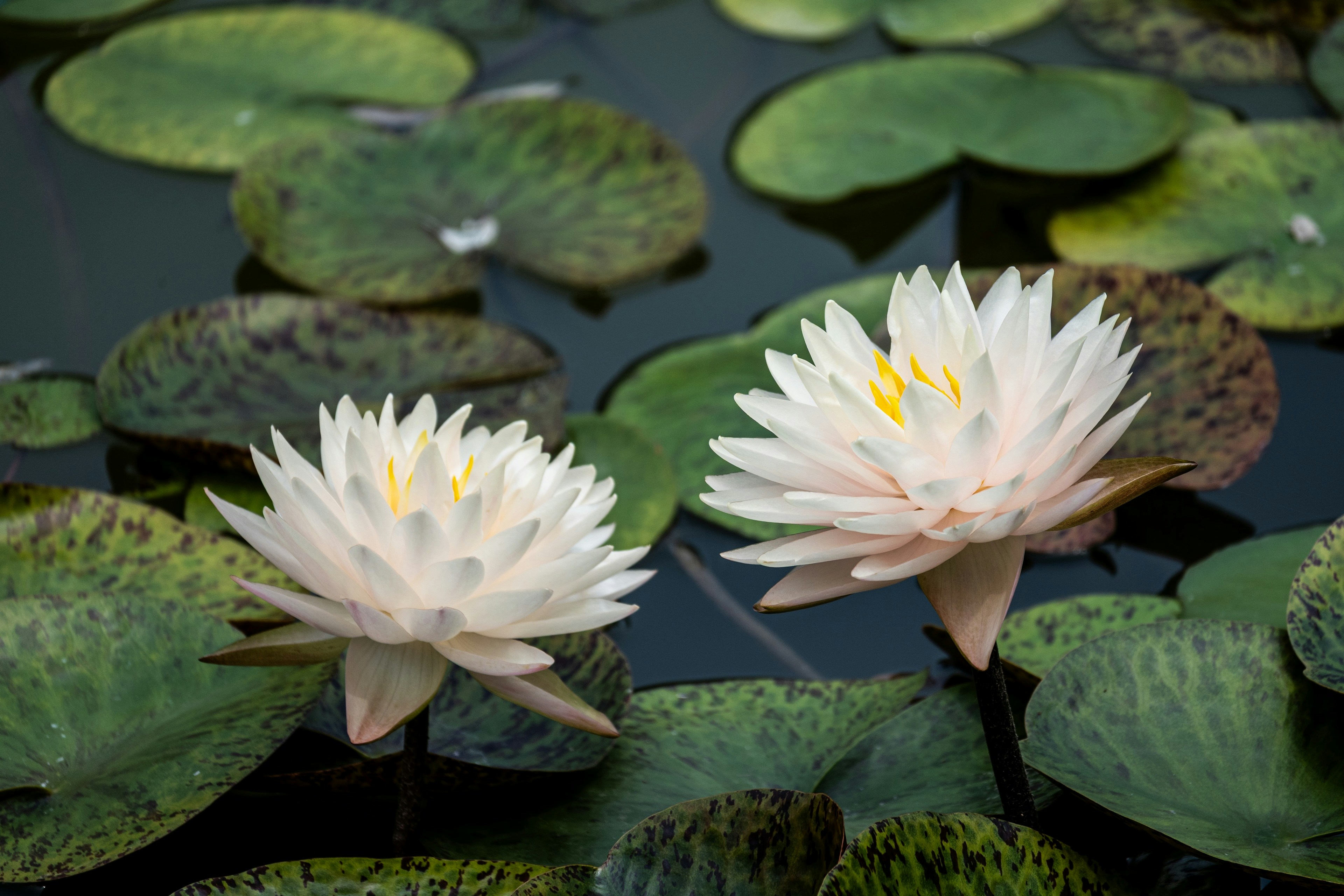 Twin Water Lilies: Quiet Symmetry on a Glossy Pond
