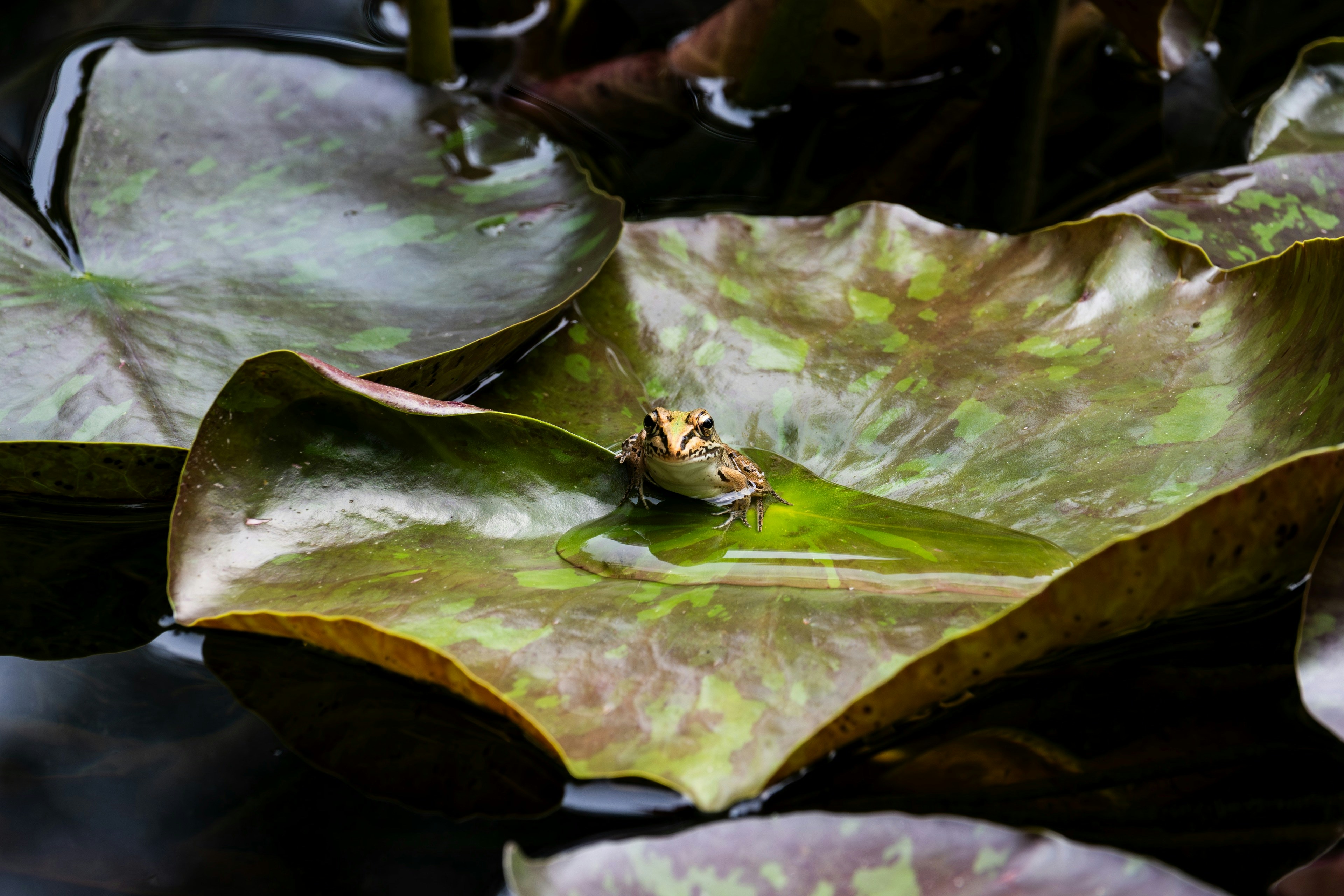 A small frog sits on a mossy lily pad, centered amid dark water and surrounding leaves; the scene emphasizes calm pond life and close-up detail of the amphibian and textures of the foliage. This is a natural photograph, not a digital illustration or logo.