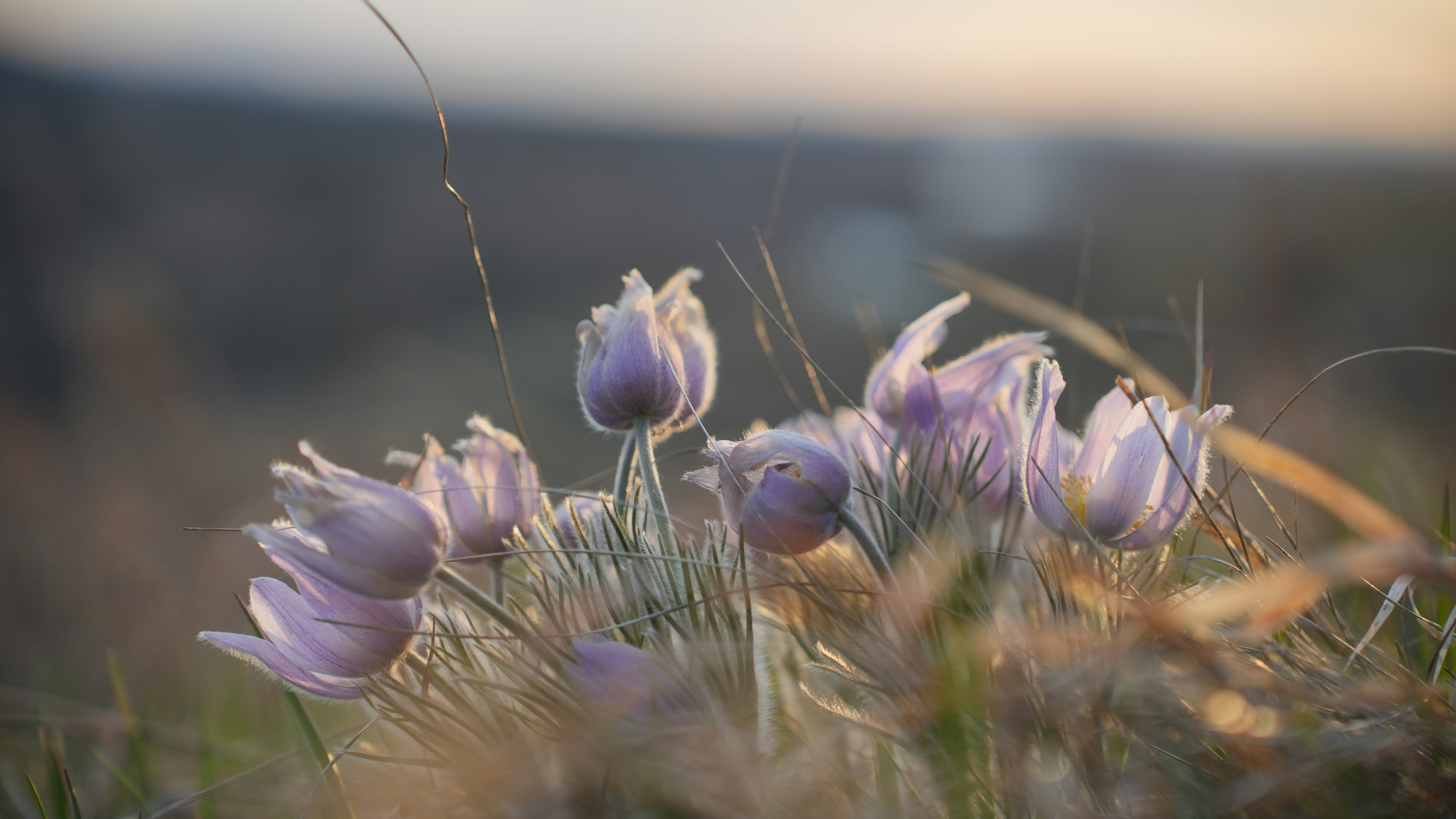 Purple bloom cluster in golden-hour meadow