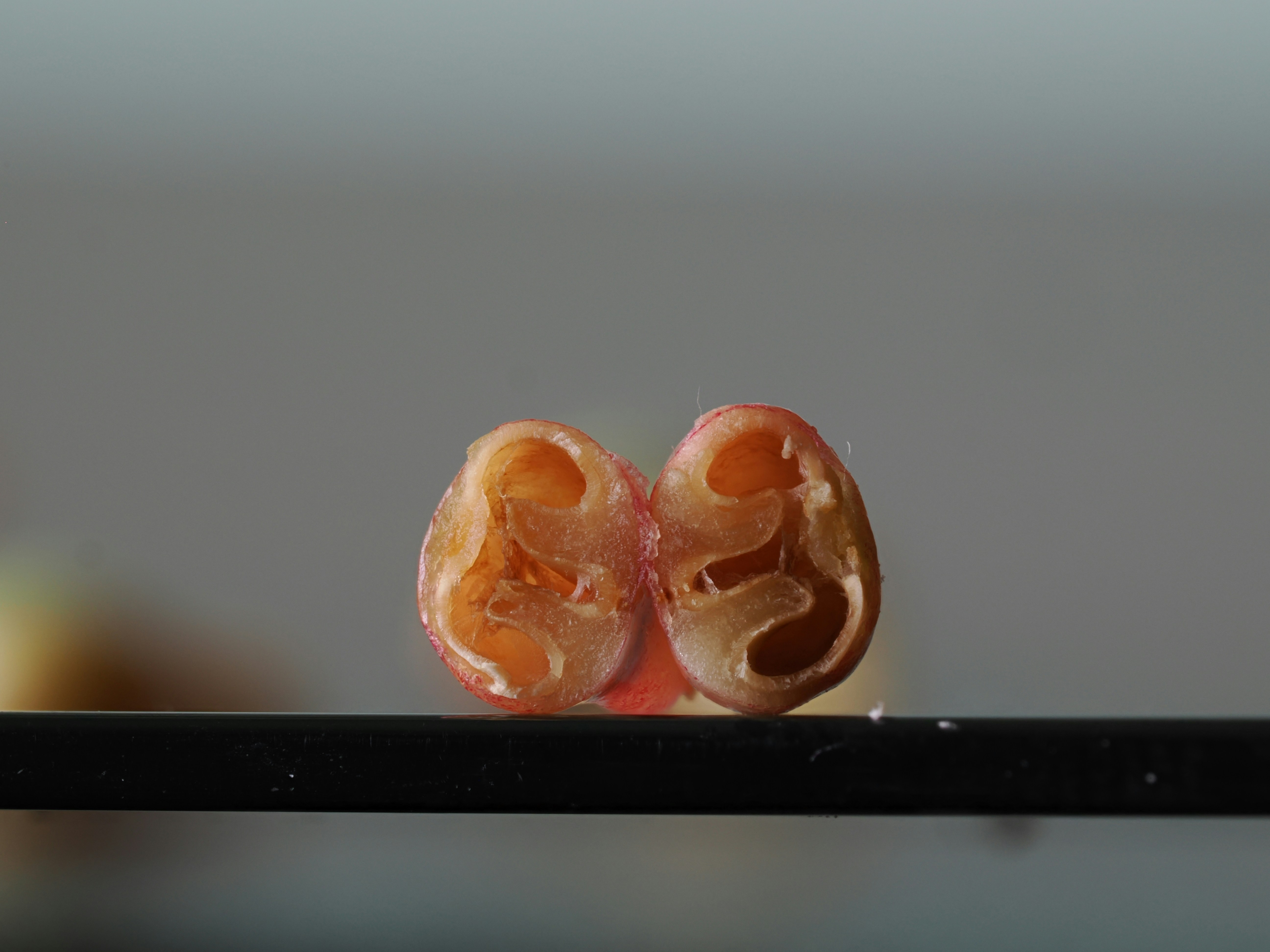 Macro shot of two curled seed husks perched on a dark rail, with soft, blurred background. A close-up study of texture and color, captured at close range.