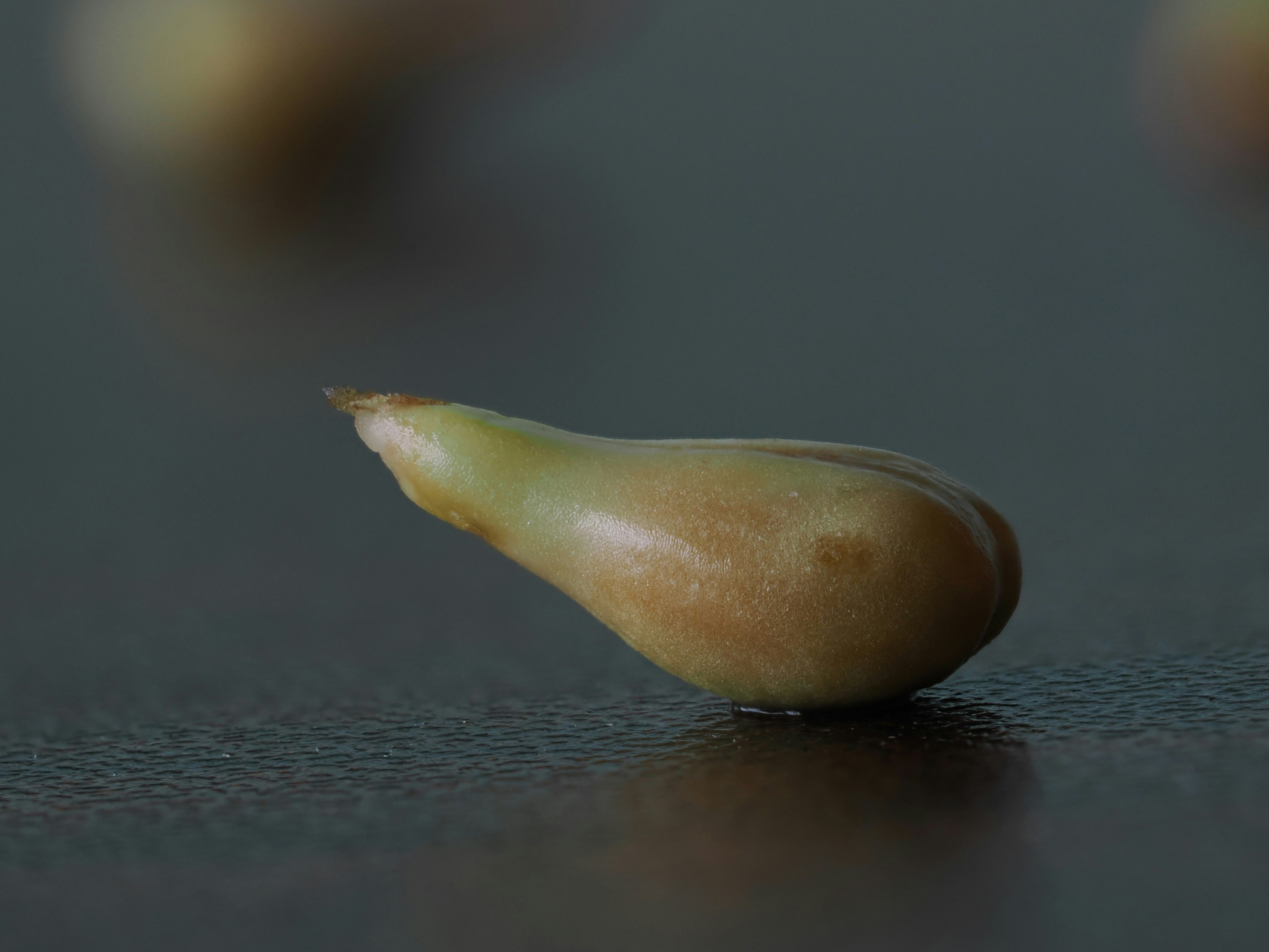 Single Seed on a Quiet Surface
