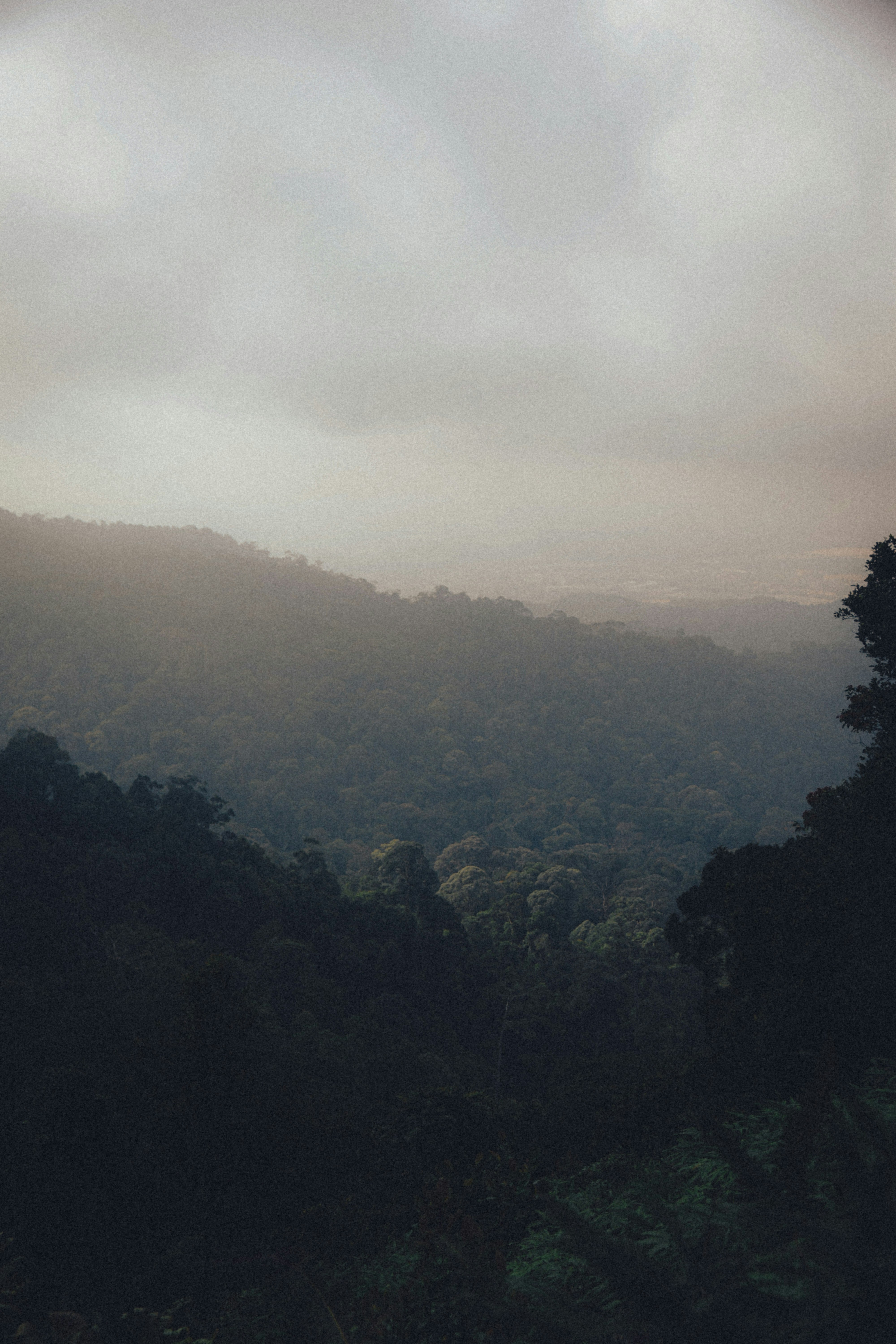 Mist over the Valley: Forest Depths Shrouded in Dawn