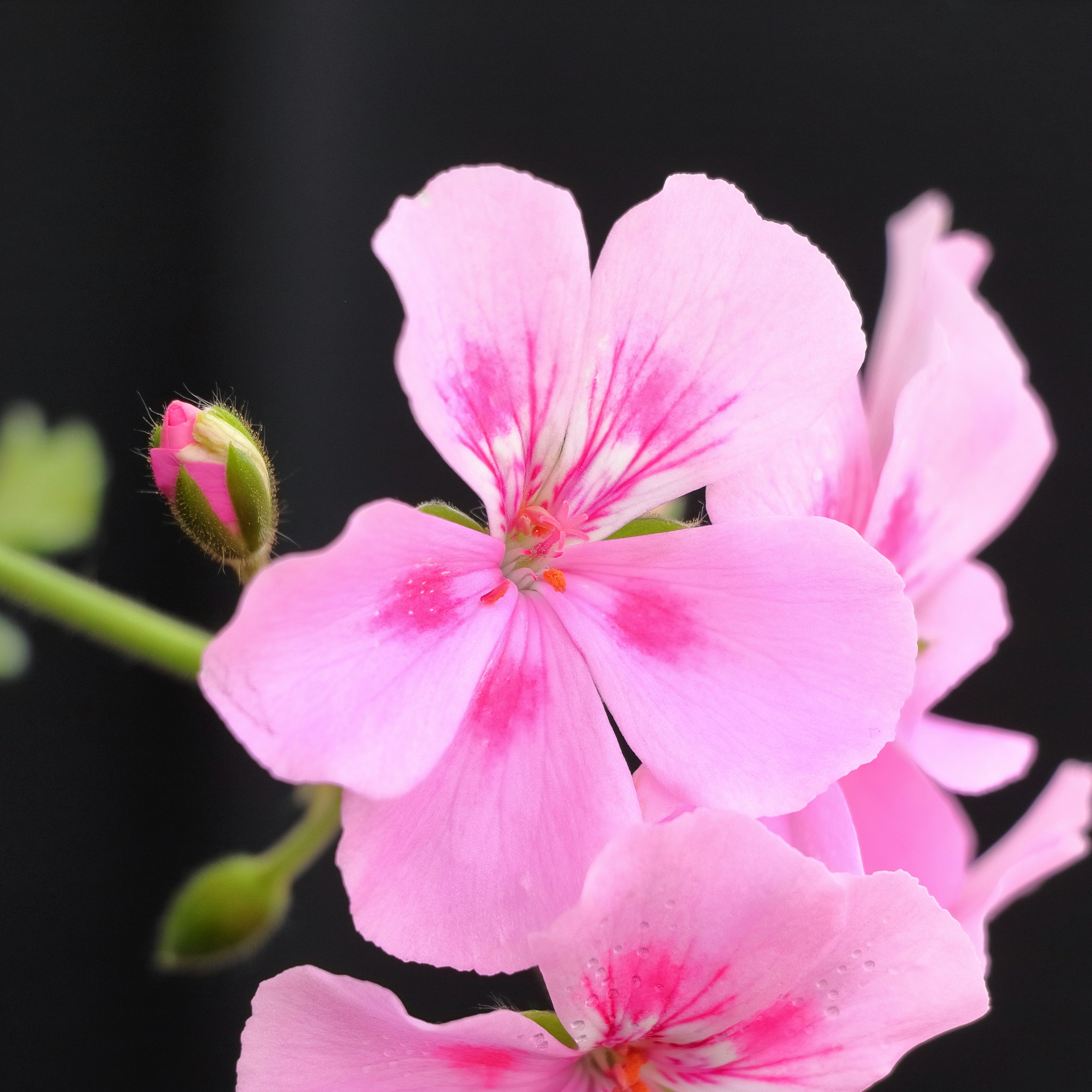 Pink Petals in Sharp Focus: A Close-Up of Delicate Geranium Bloom