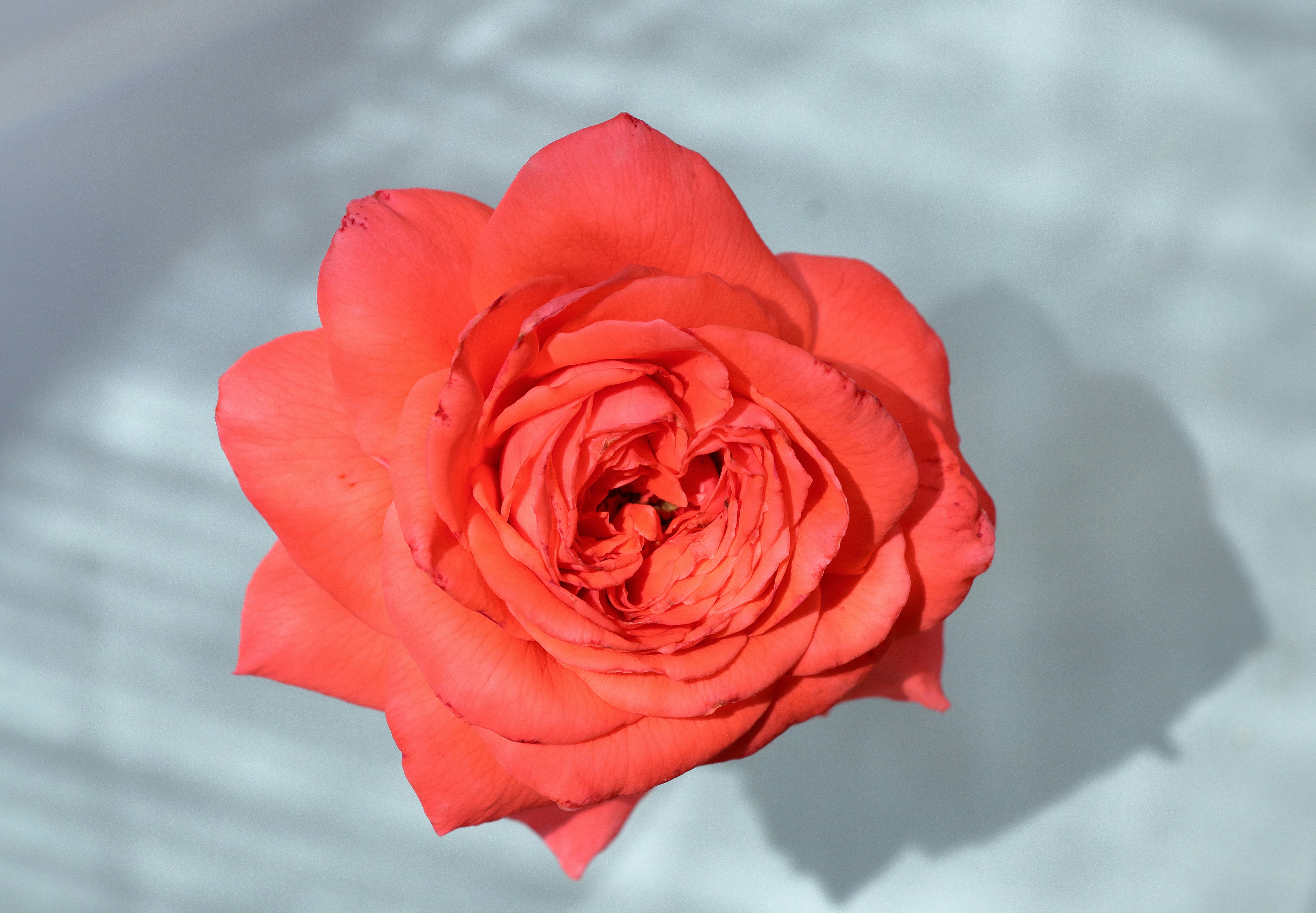 Crimson Rose Centerstage on Soft, Icy Backdrop