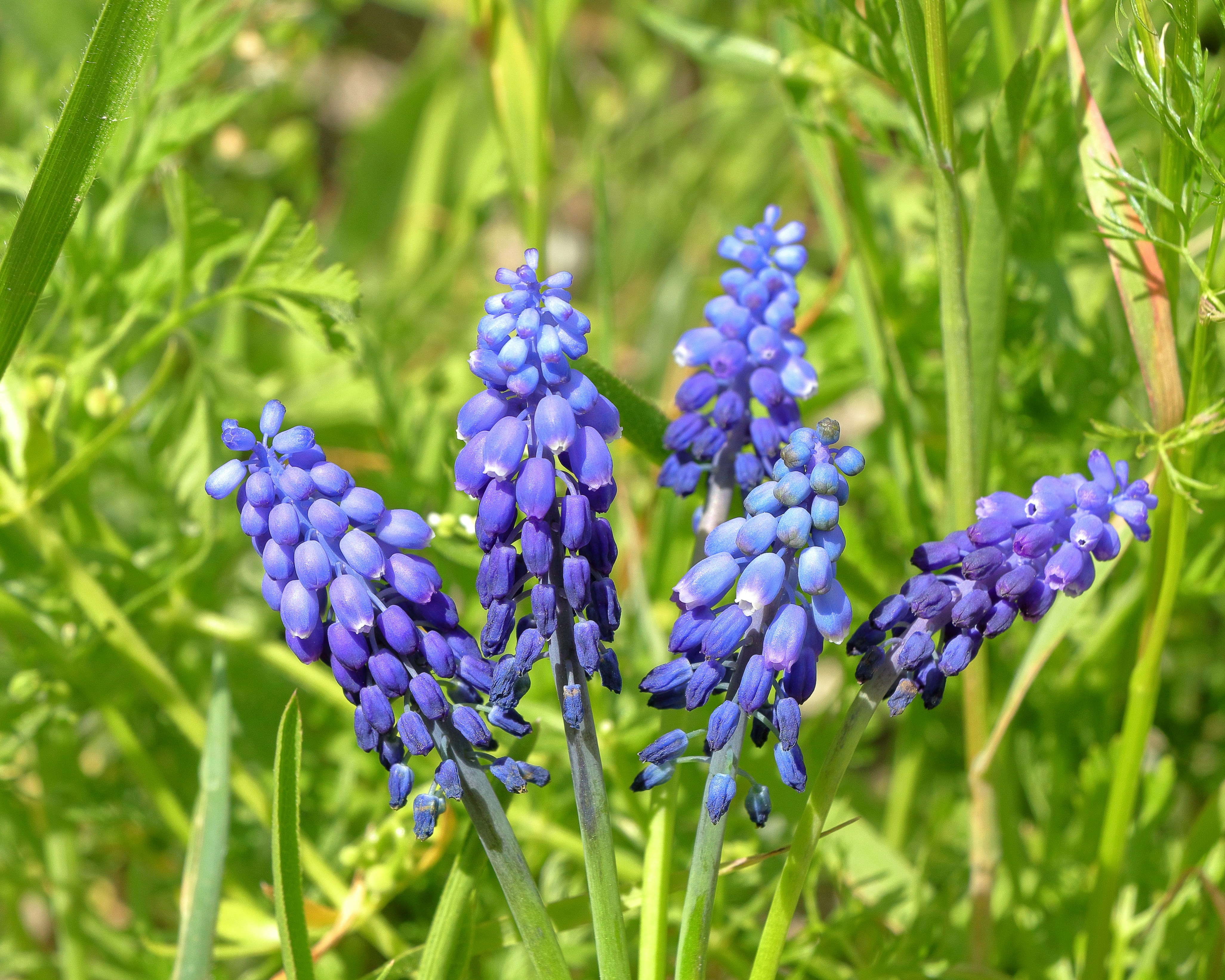 Lavender Spike Field: Blue Bottles Among Green Stalks