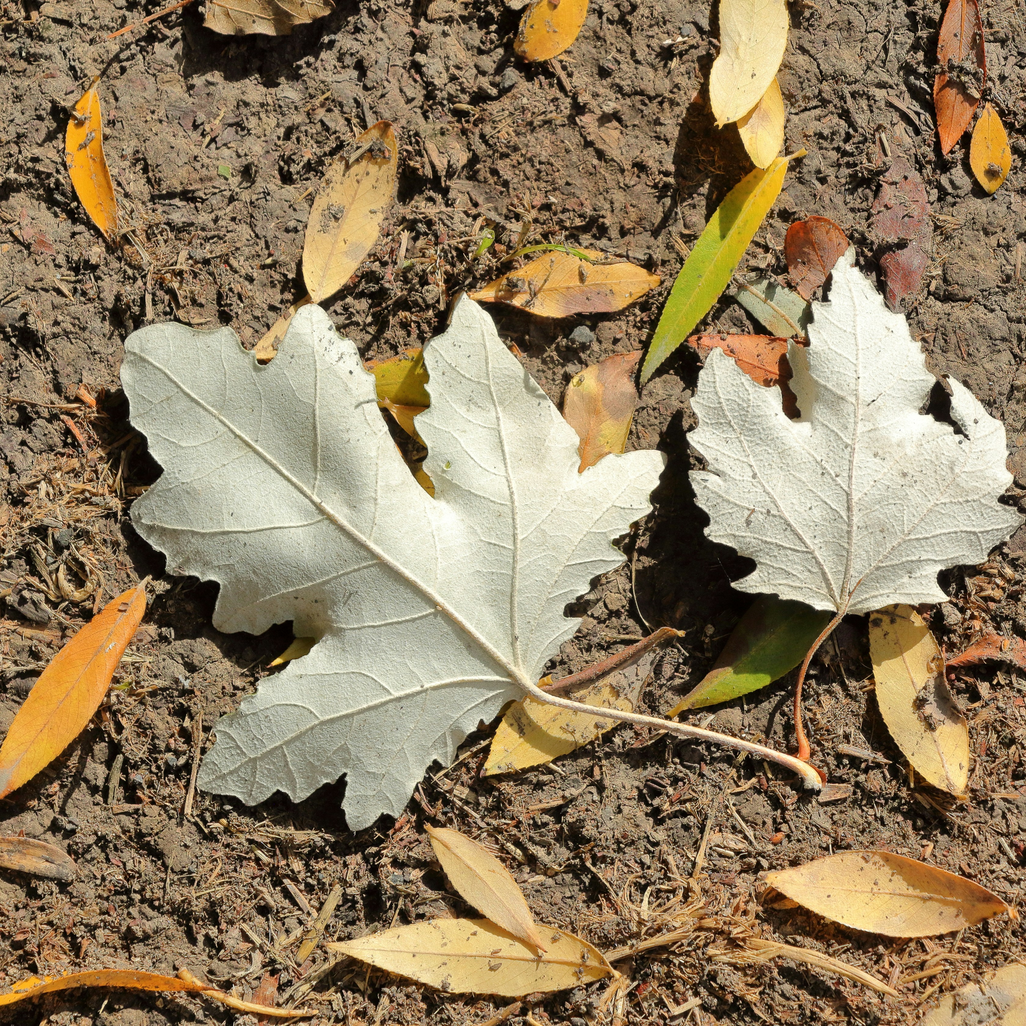 Fallen Maple Leaves on Earth: A Quiet Autumn Moment